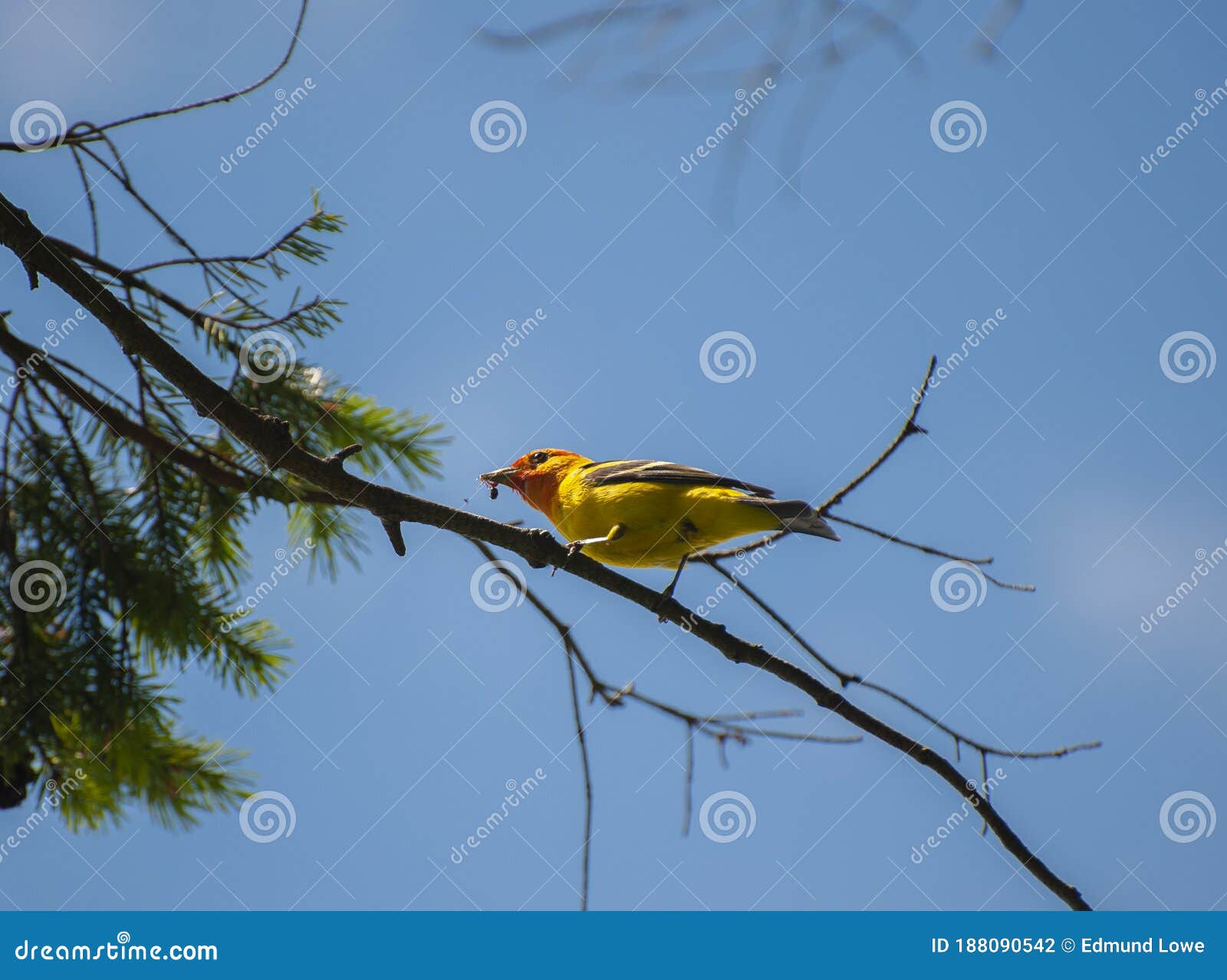 Colorful Western Tanager Bird Stock Photo - Image of profile ...