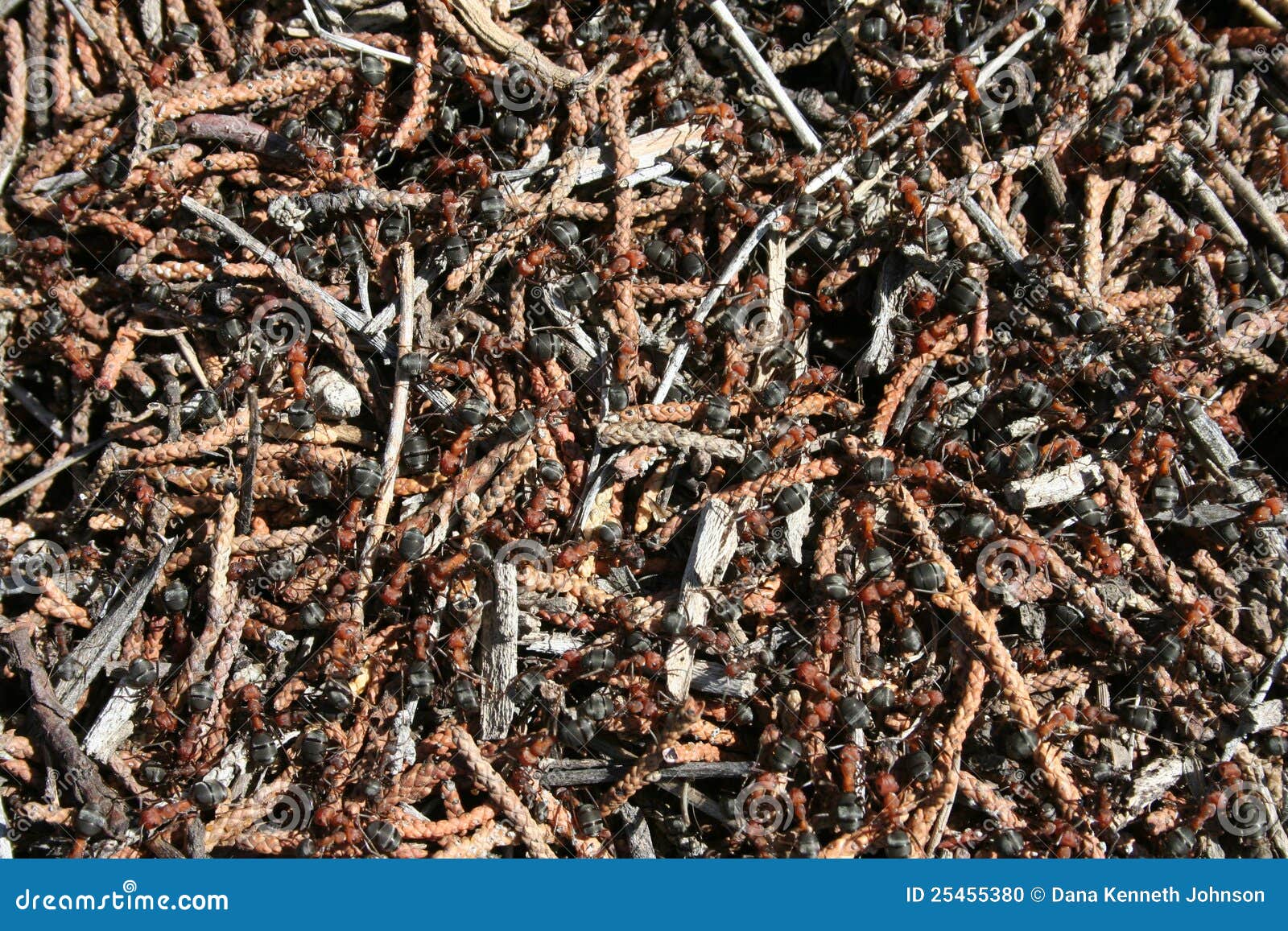 Western Thatching Ants stock photo. Image of worker, hill - 25455380