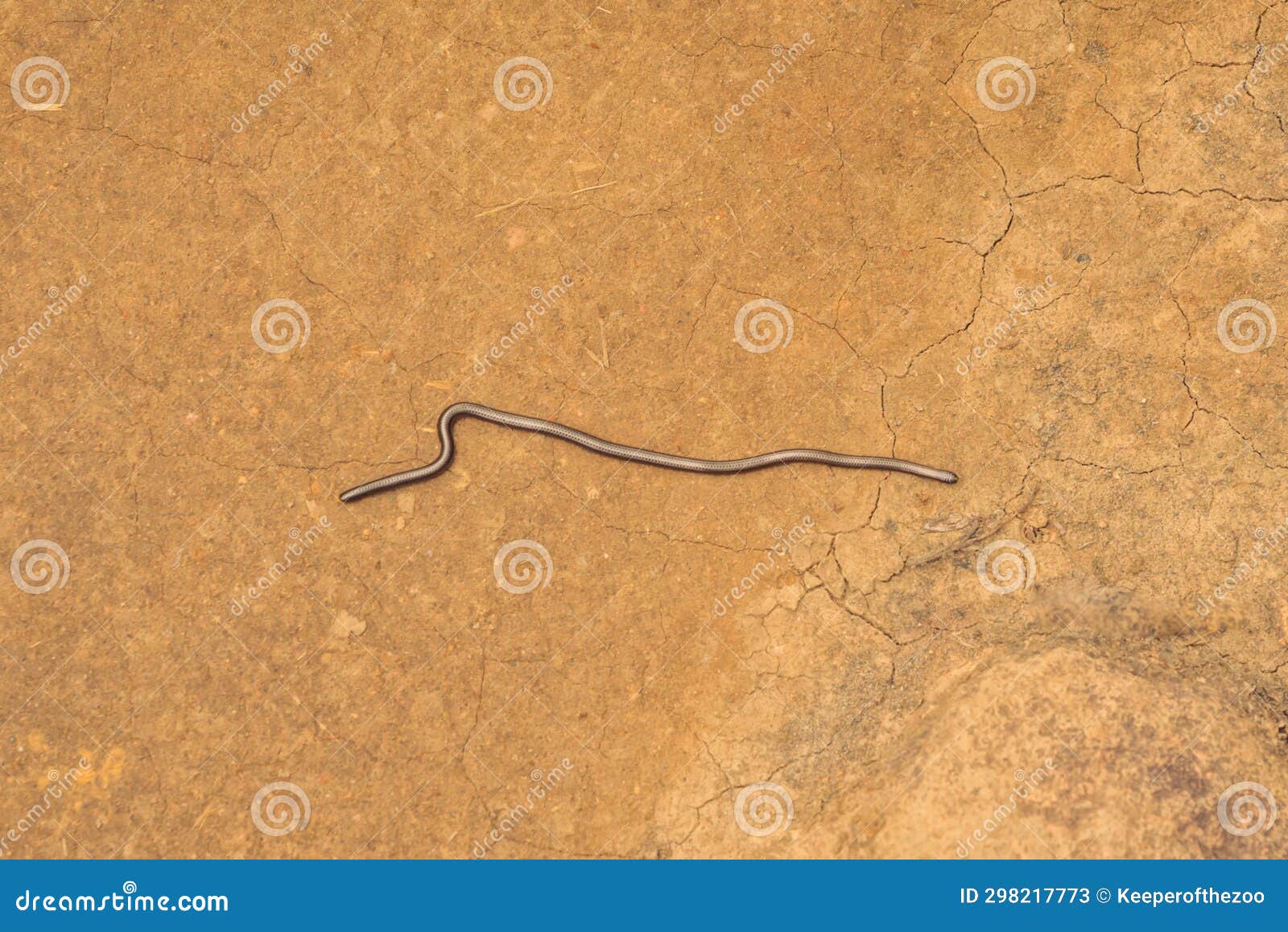 Western Thread Snake Slithering Along Dry Dirt Stock Image - Image of ...