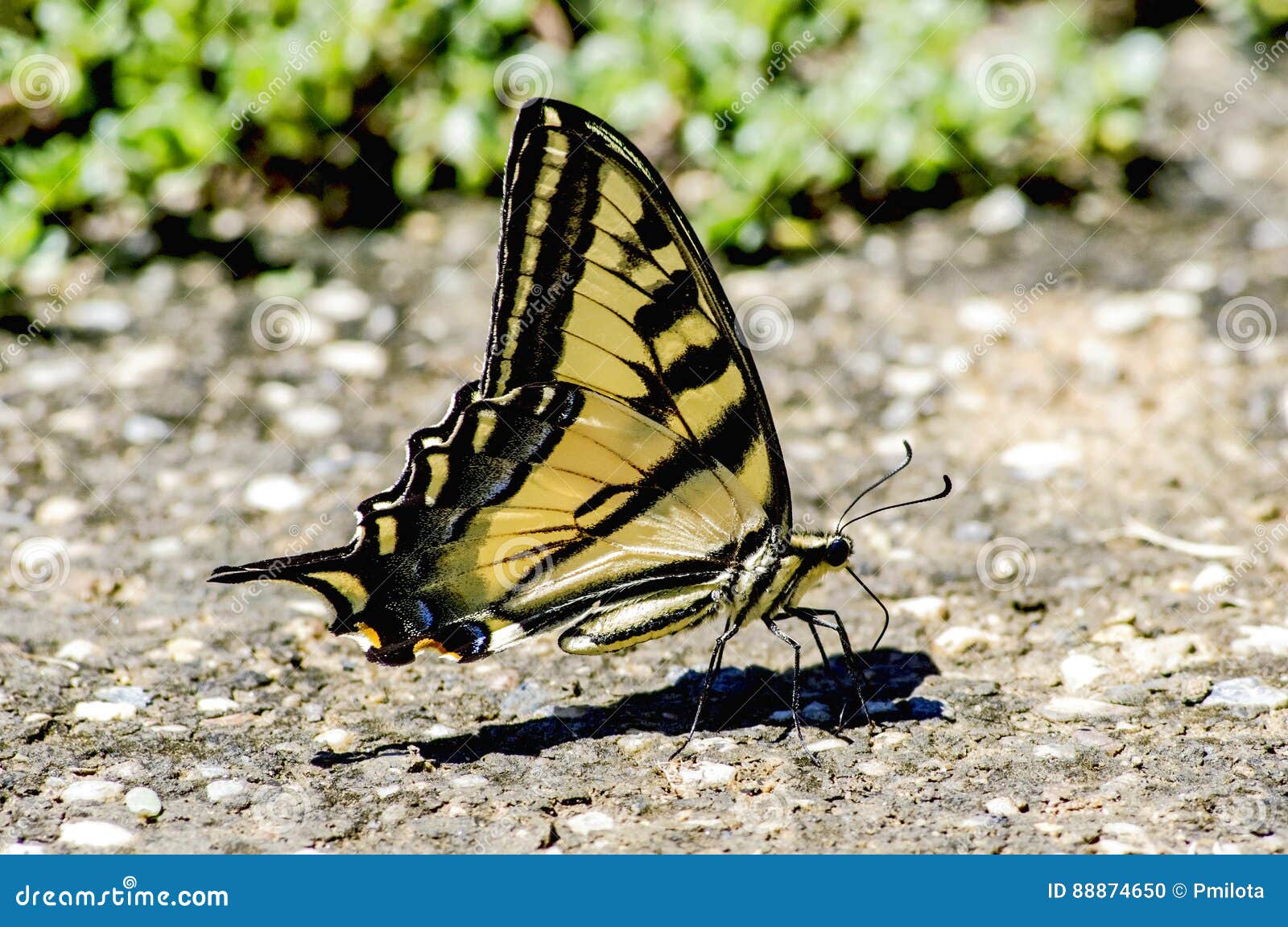 Western Tiger Swallowtail stock photo. Image of close - 88874650