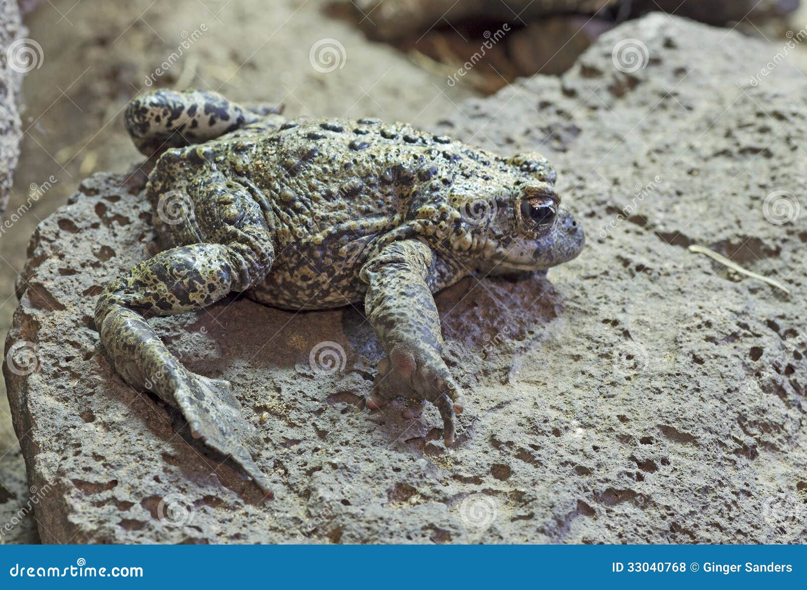 Western Toad Hidden on Rock Stock Photo - Image of boreas, copy: 33040768