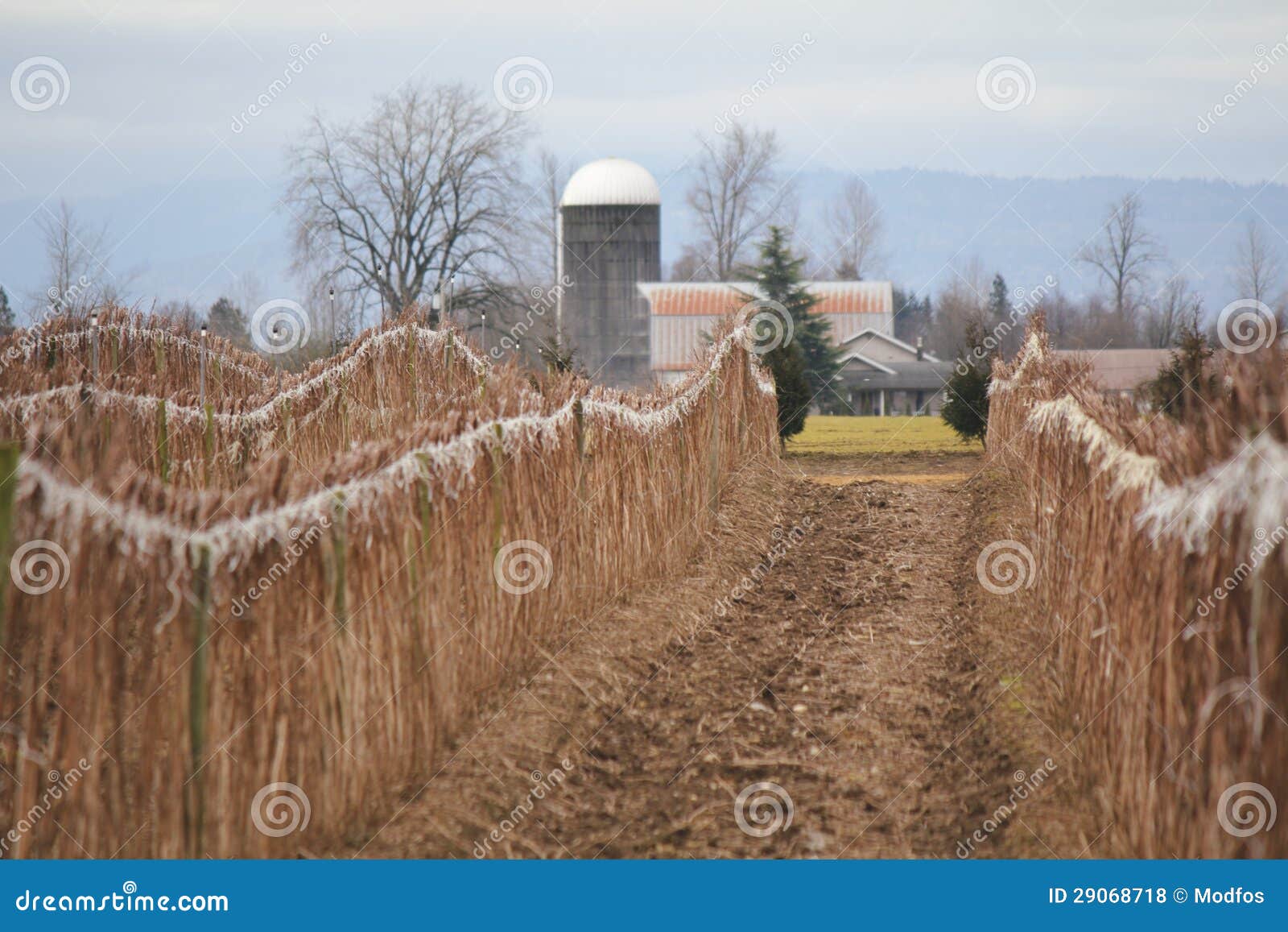 Western Washington Raspberry Farm Stock Photo - Image of successful ...