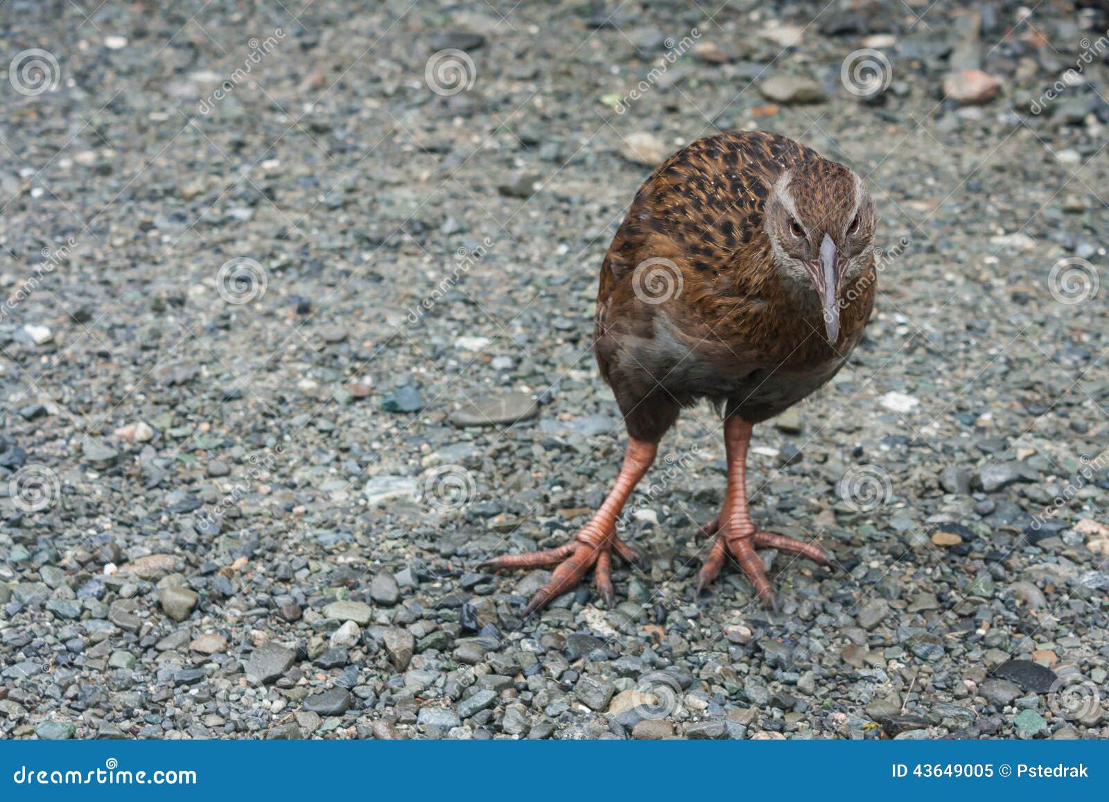 Western weka stock image. Image of woodhen, native, flightless - 43649005