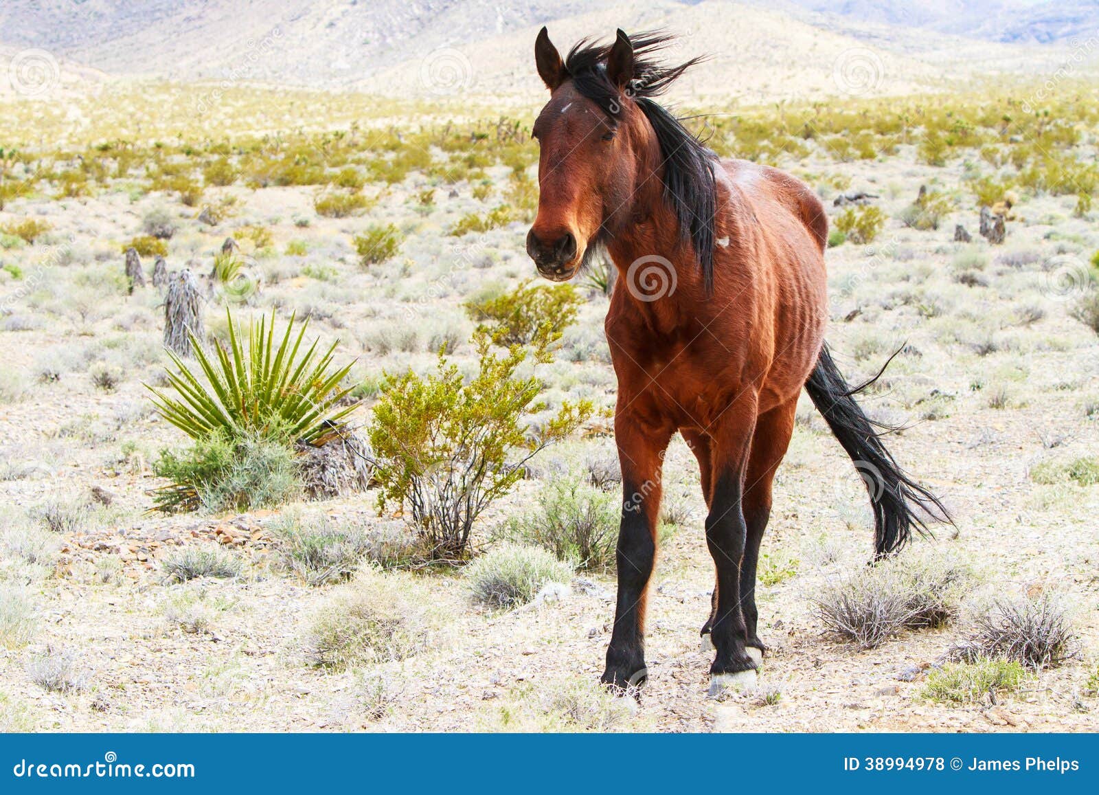 Western Wild Horse stock photo. Image of outdoors, nevada - 38994978