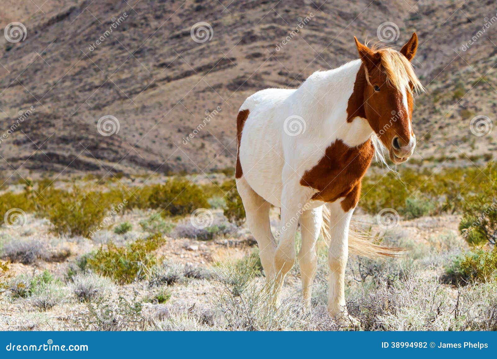 Western Wild Horse stock photo. Image of prairie, wildlife - 38994982