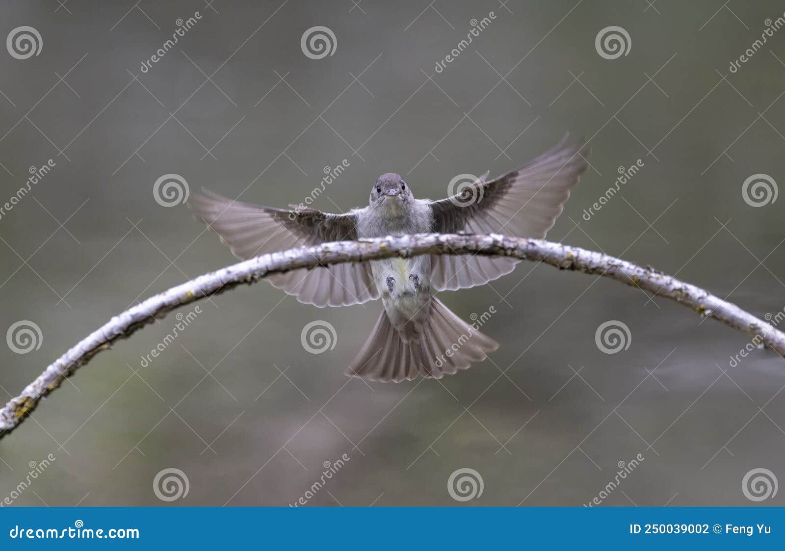 Western Wood Pewee stock photo. Image of wood, pewee - 250039002
