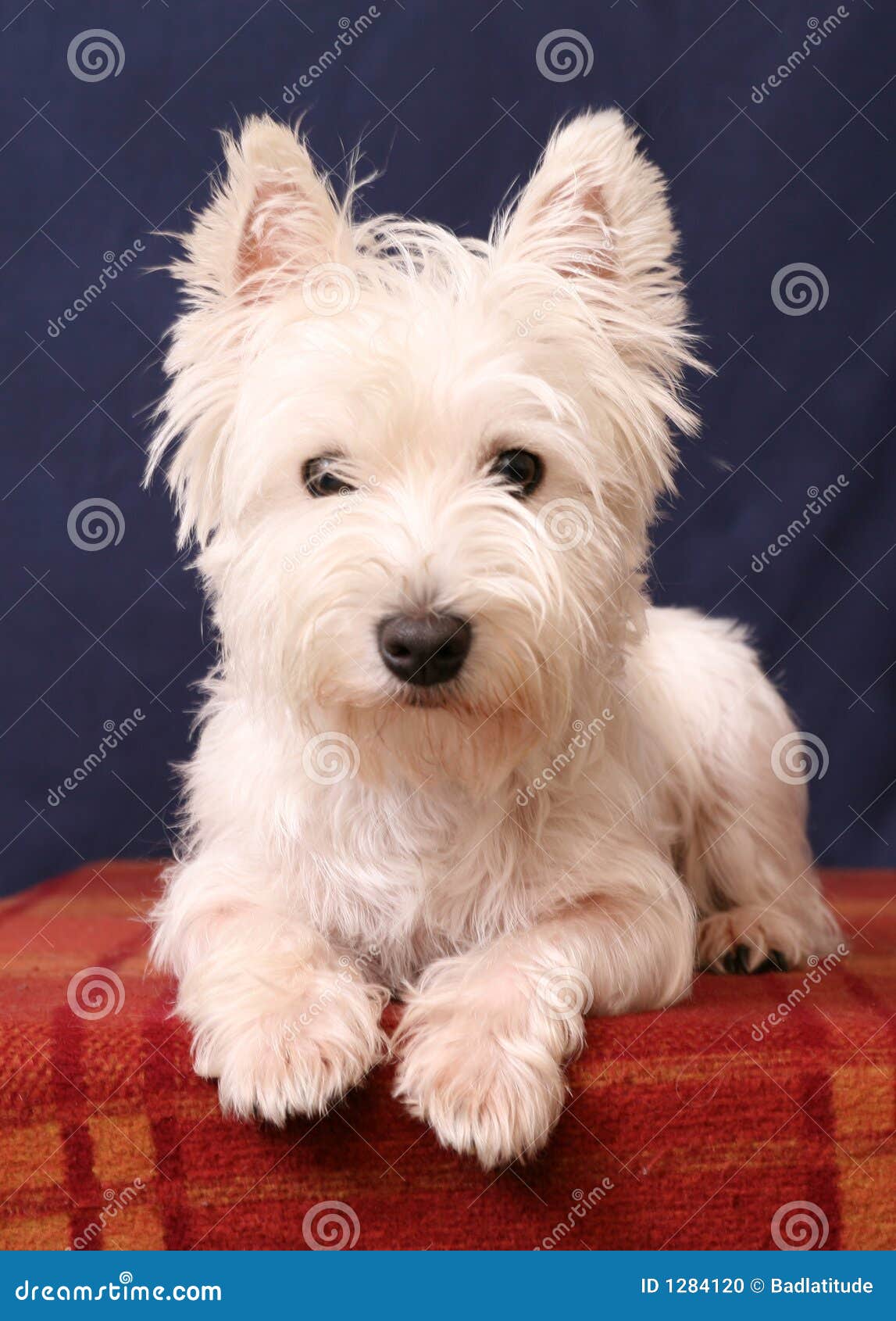 Westie stock photo. Image of portrait, laying, white, animal - 1284120
