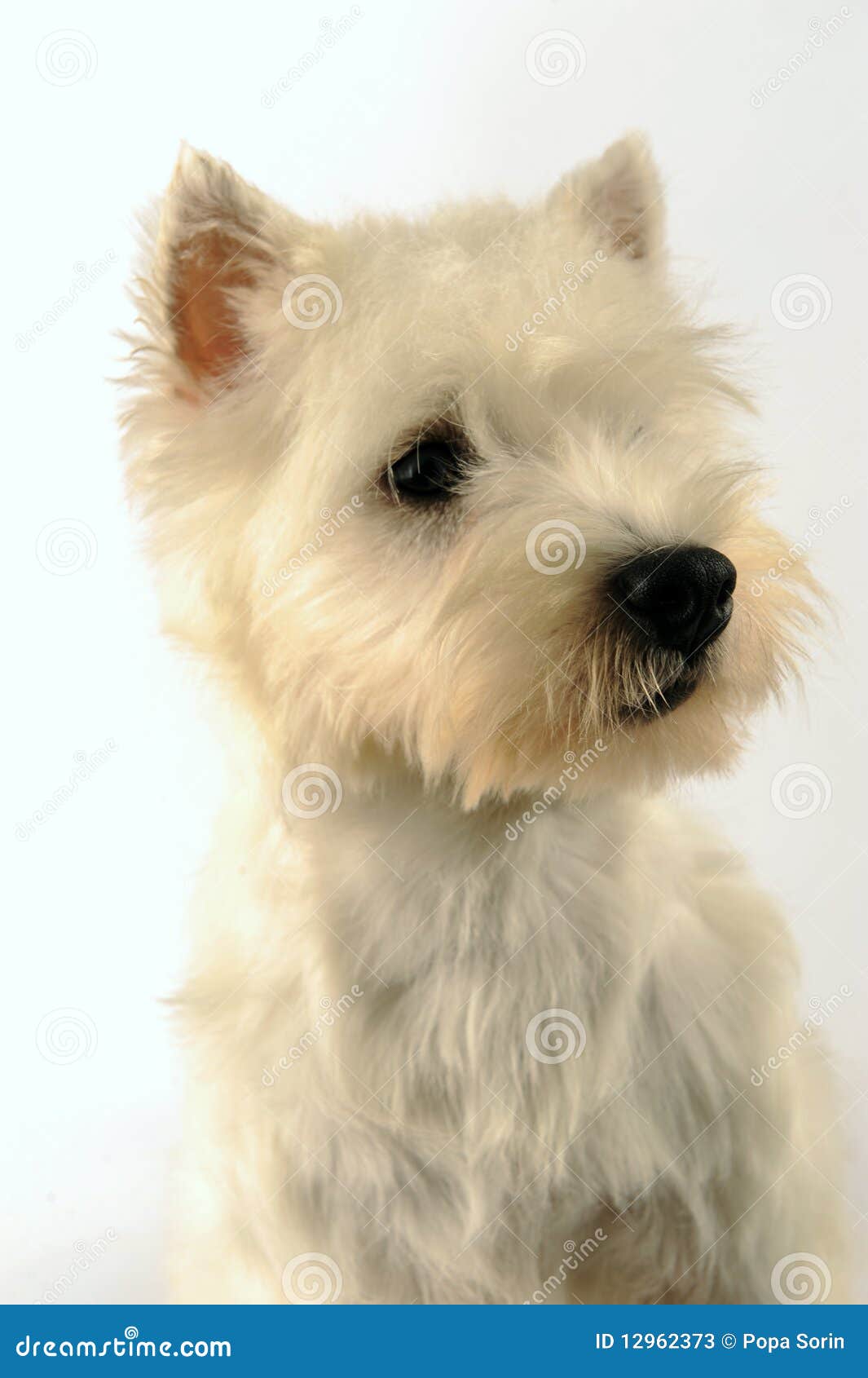 Westie stock image. Image of terrier, pets, westies, canine - 12962373