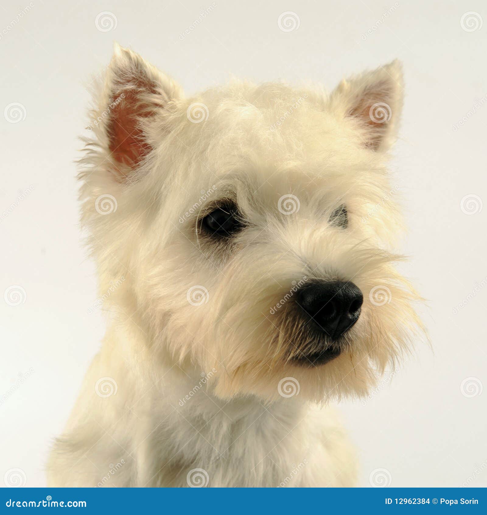 Westie stock photo. Image of westie, dogs, pets, canines - 12962384