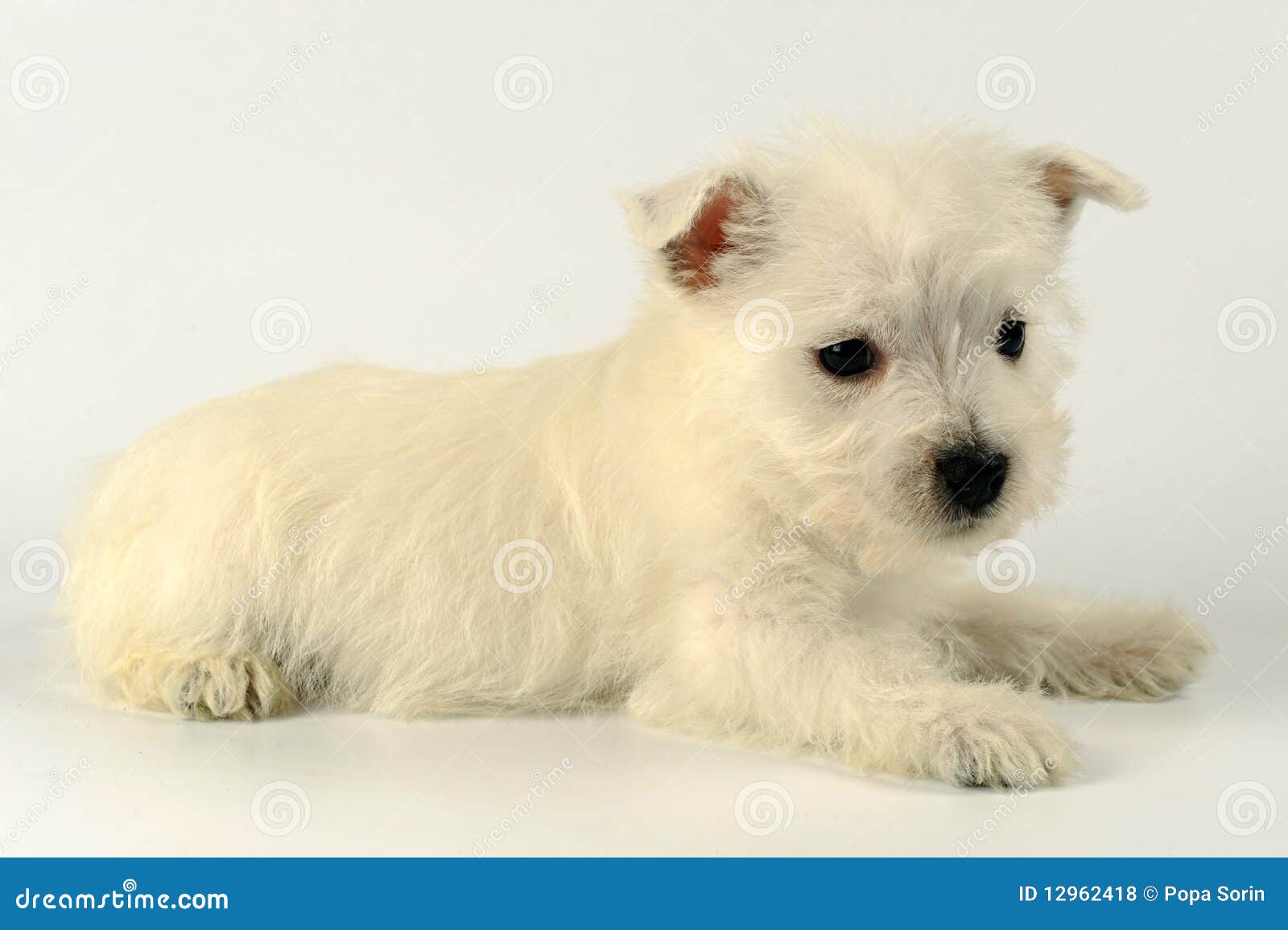 Westie stock photo. Image of terriers, pets, animals - 12962418