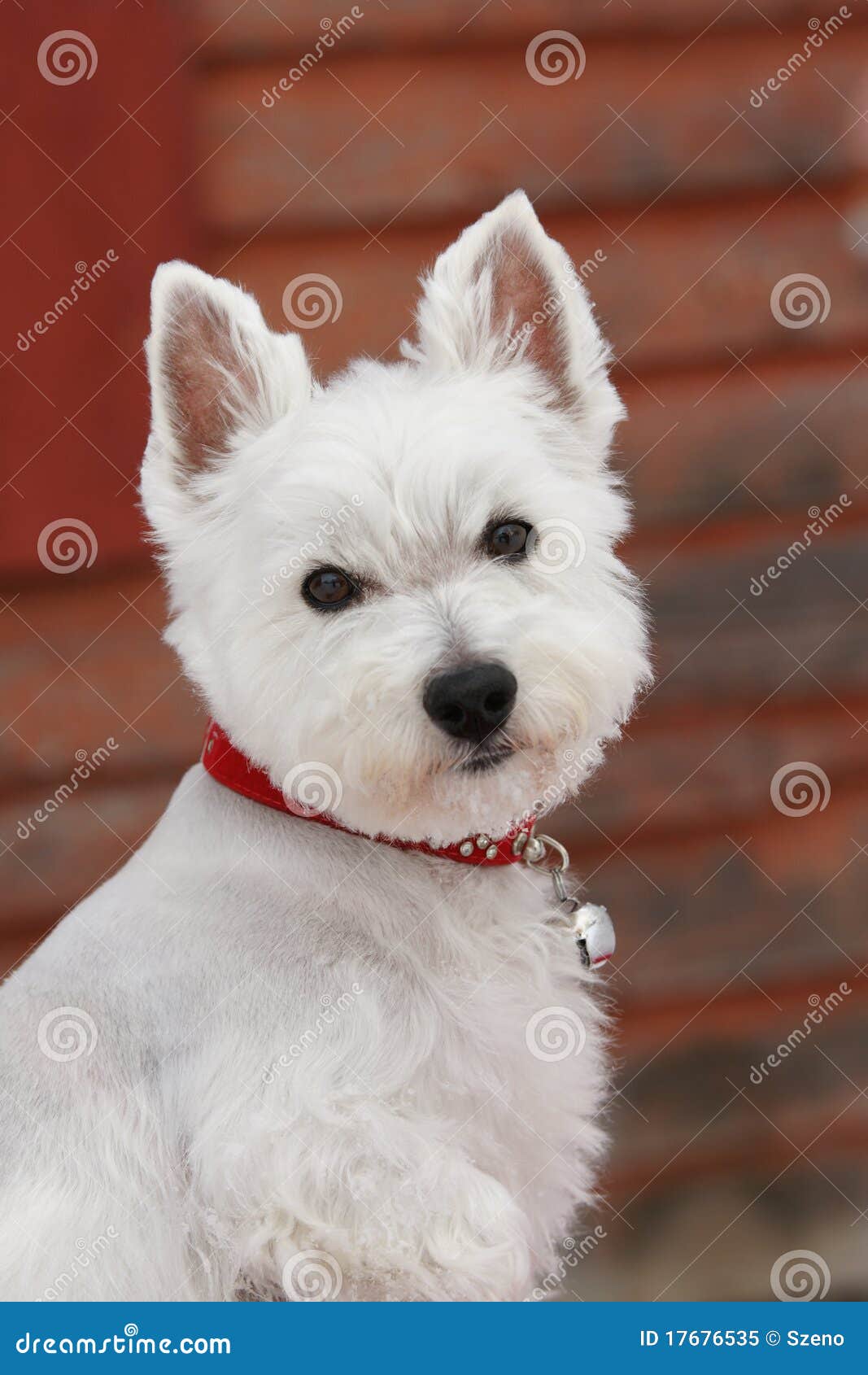 Westie stock image. Image of westie, christmas, winter - 17676535