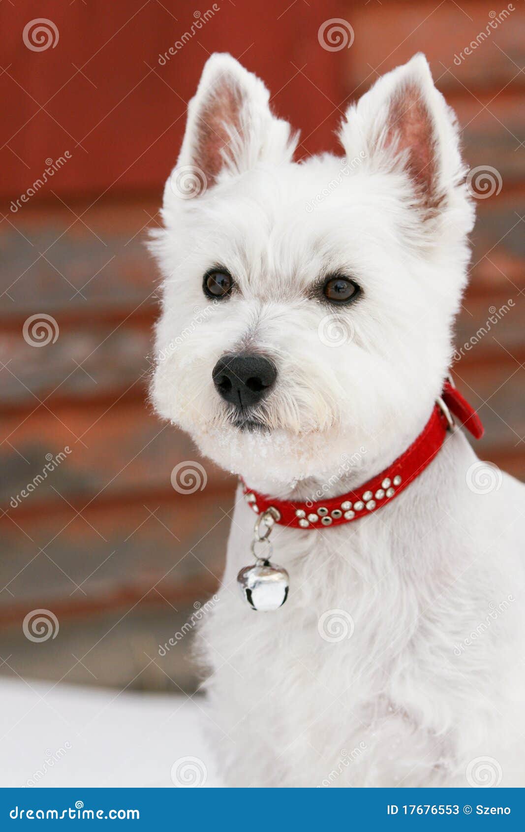 Westie stock image. Image of terrier, west, christmas - 17676553