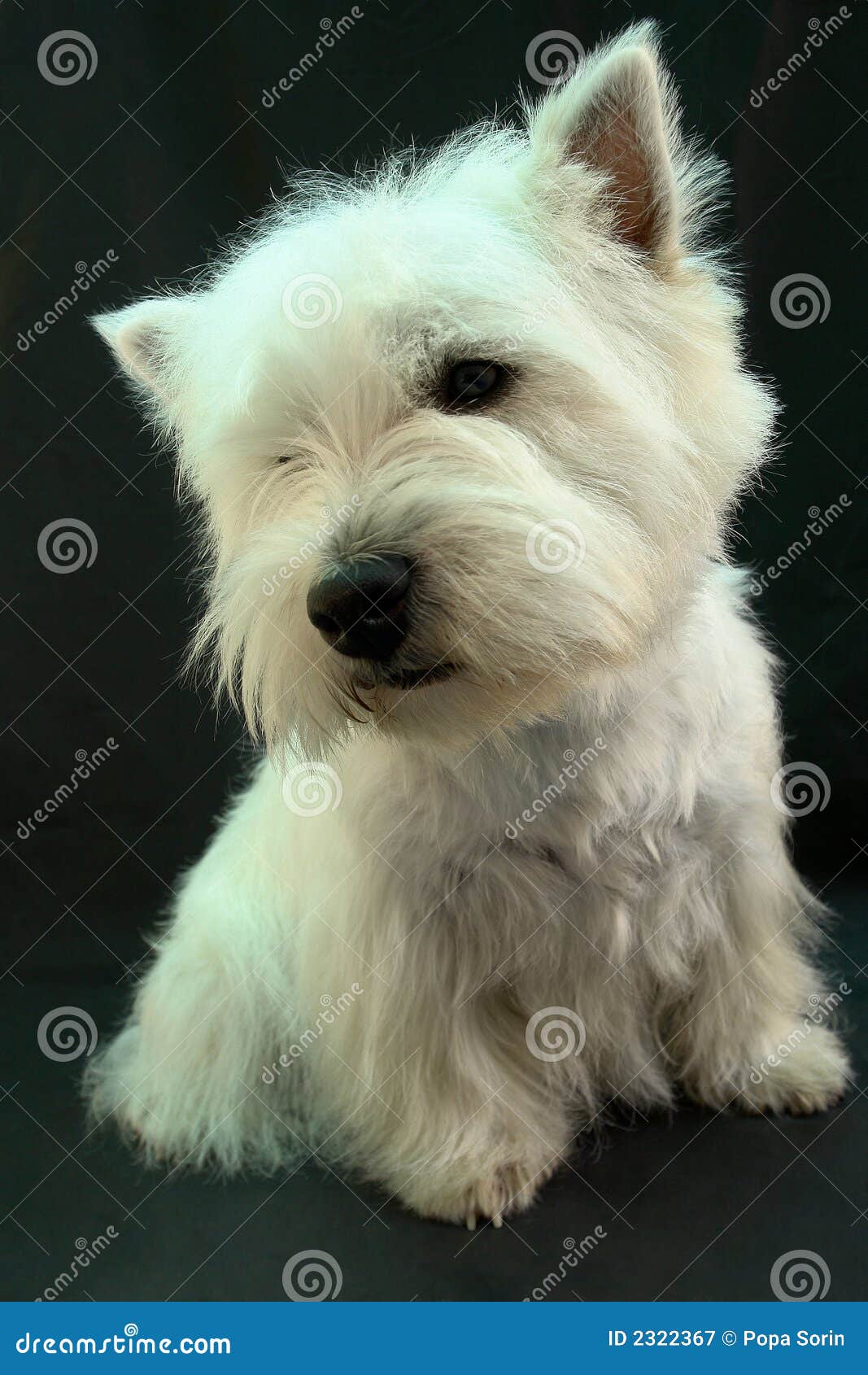 Westie 2 stock image. Image of terrier, highland, animals - 2322367
