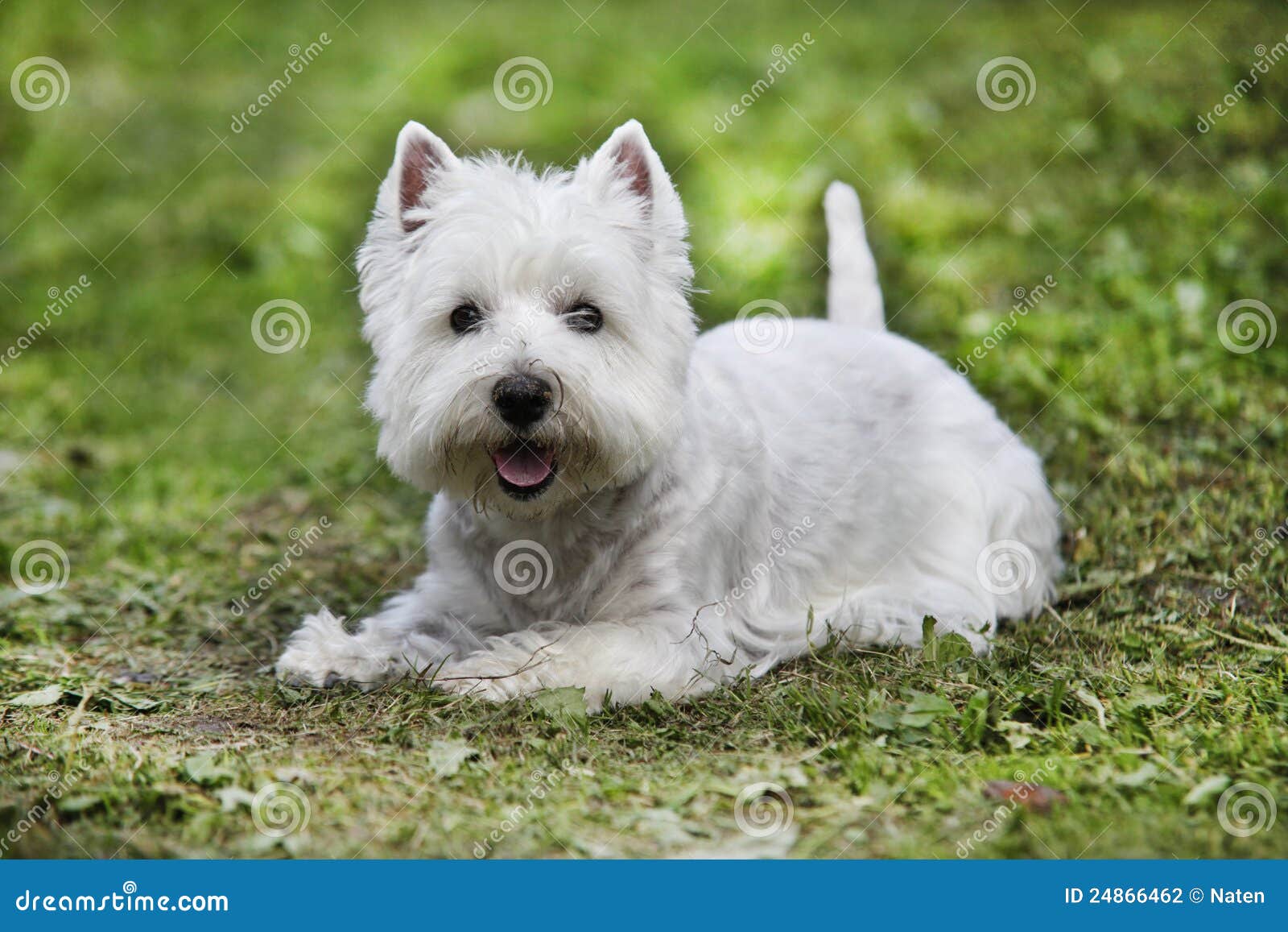 Westie stock photo. Image of garden, cute, lying, white - 24866462
