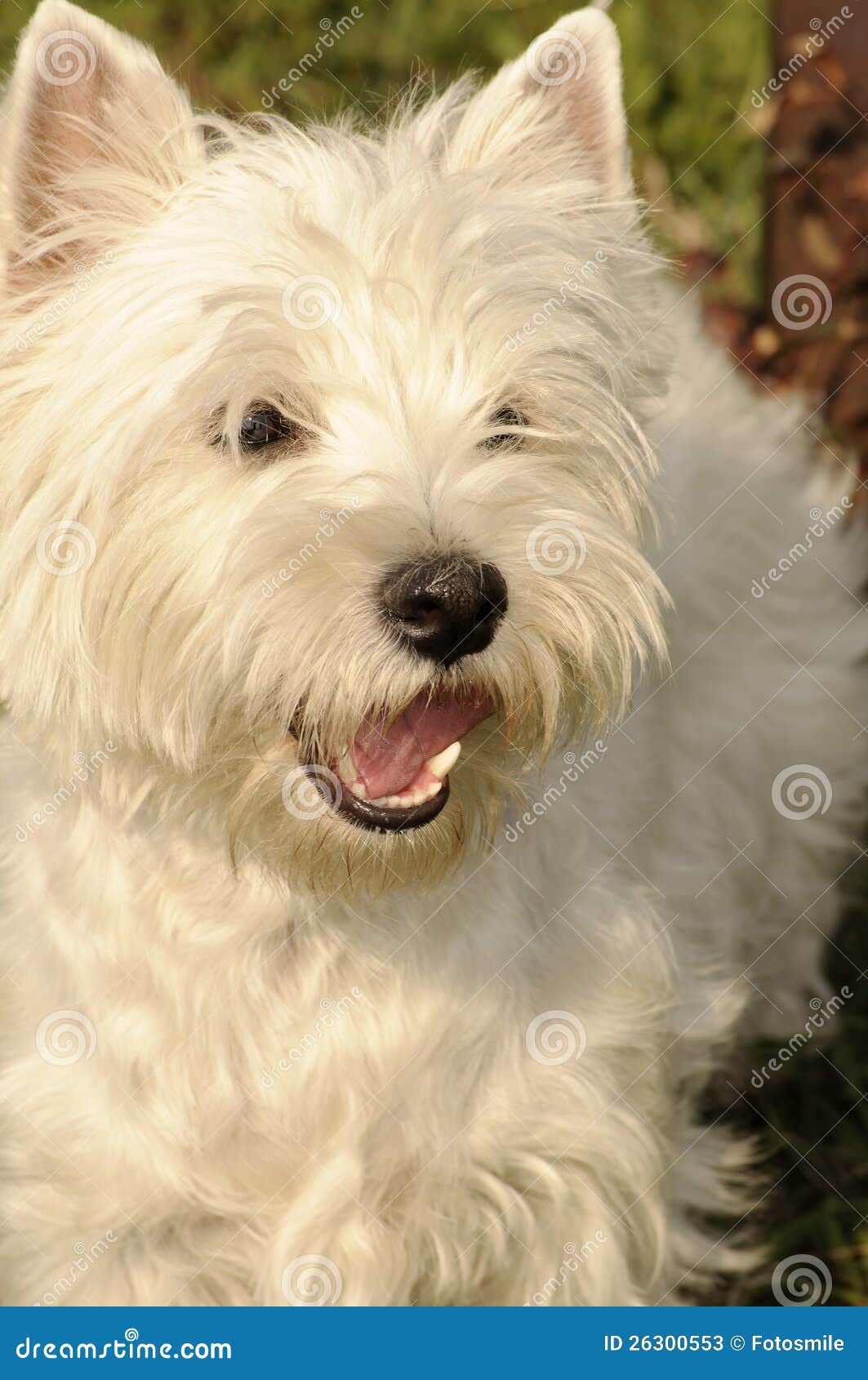Westie stock image. Image of outdoor, west, facing, animal - 26300553