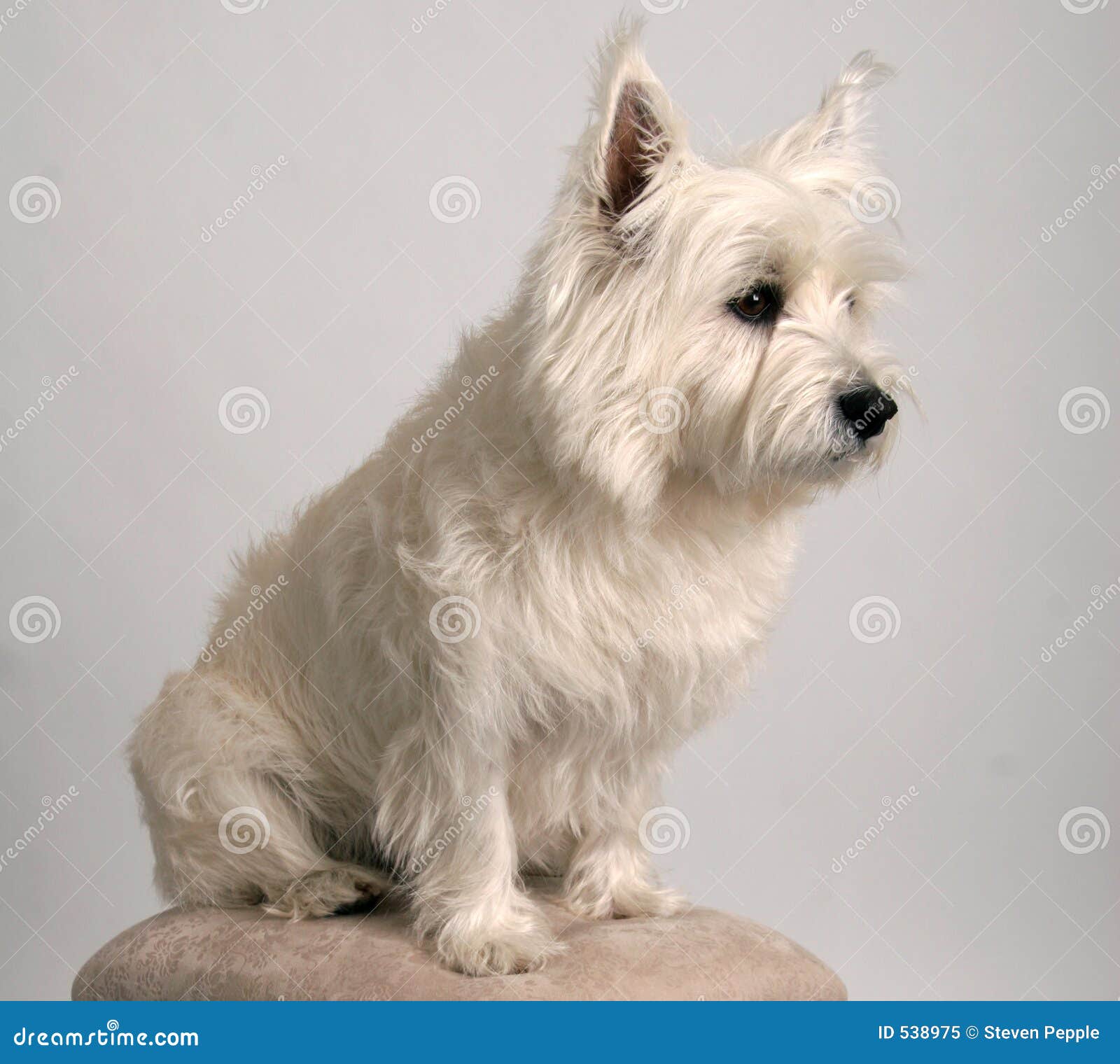 Westie stock image. Image of canines, canine, white, westies - 538975