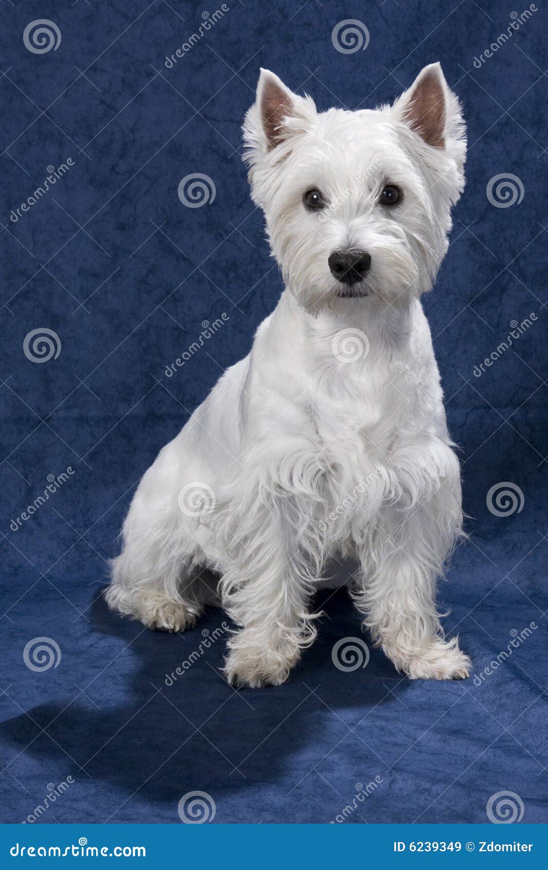 Westie on blue background stock image. Image of nature - 6239349