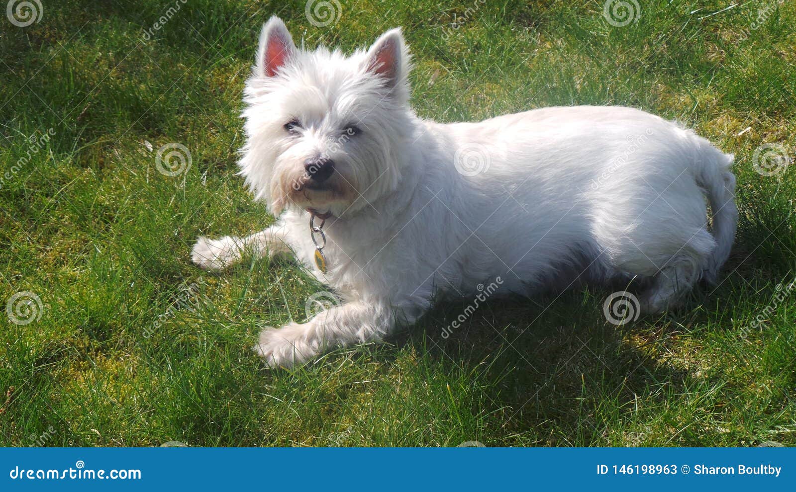 Westie stock image. Image of sitting, westie, white - 146198963