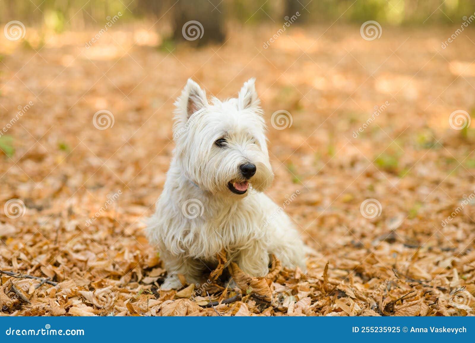 Westie Terrier in Autumn Leaves Stock Image - Image of collar, autumn ...