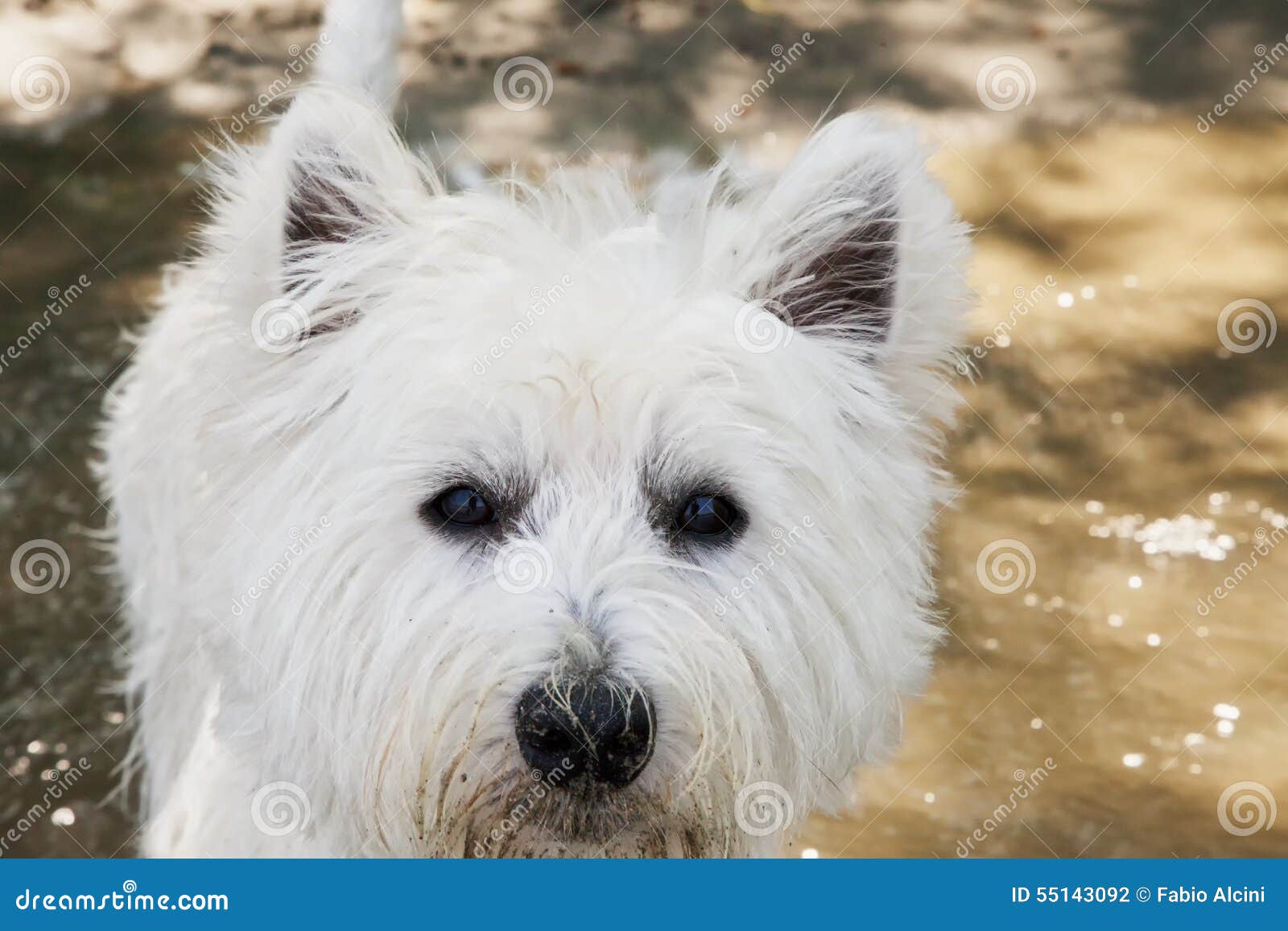 Westie stock photo. Image of westie, west, breed, young - 55143092