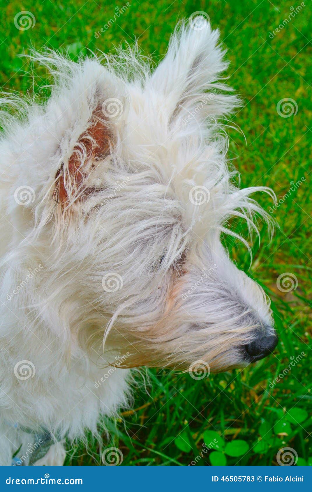 Westie stock image. Image of westy, canine, westies, domestic - 46505783