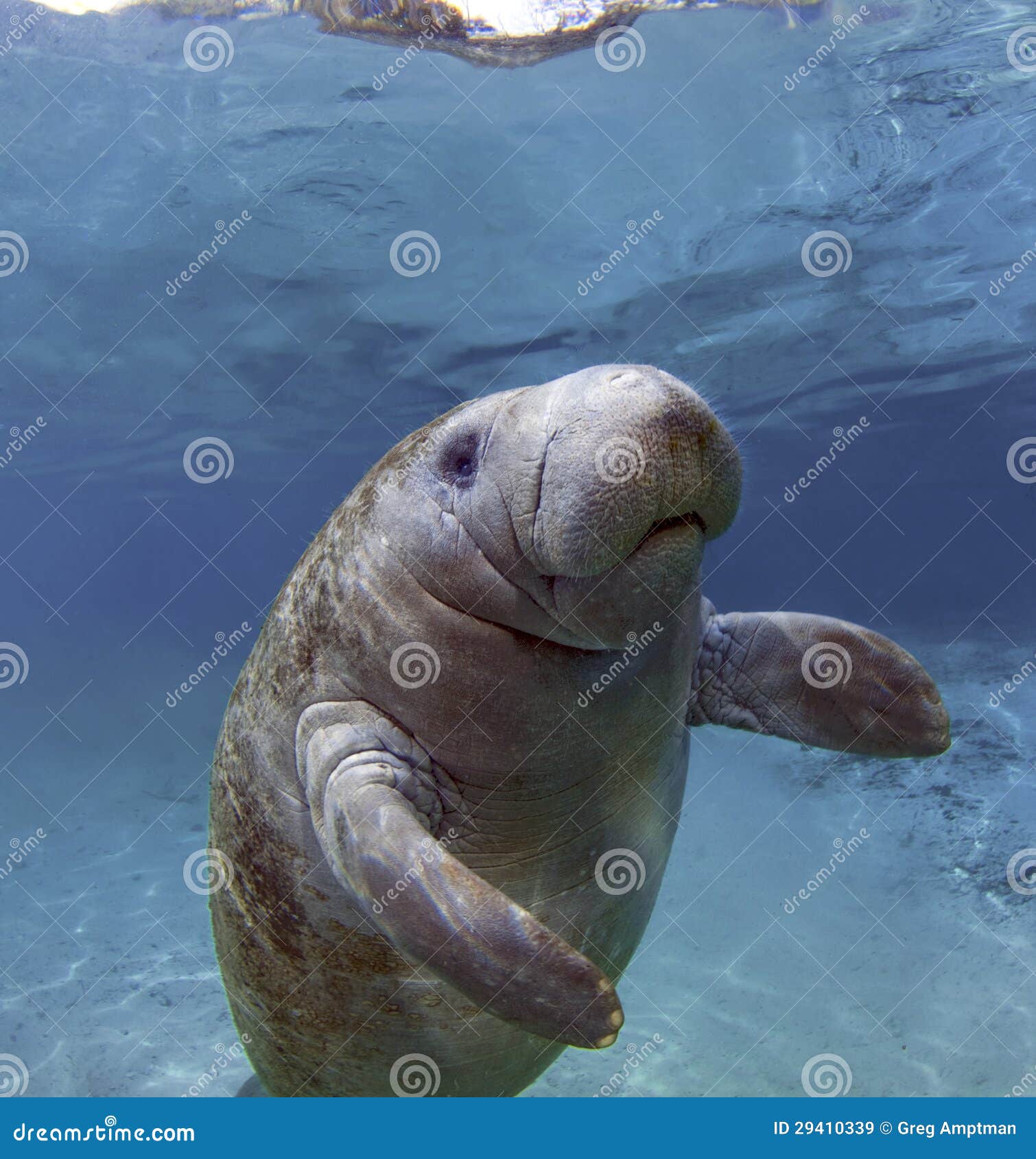 Westindien-Manatis stockbild. Bild von tier, ozean, unterwelt - 29410339