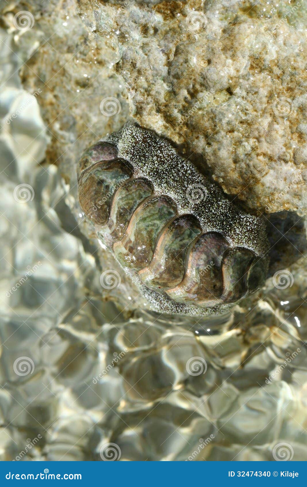 Westindischer Fuzzy Chiton stockfoto. Bild von wasser - 32474340