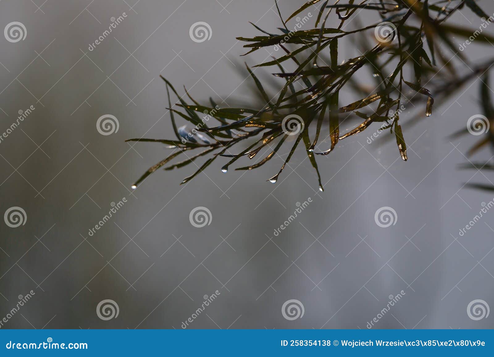 WET stock photo. Image of meteorology, downpour, outdoor - 258354138