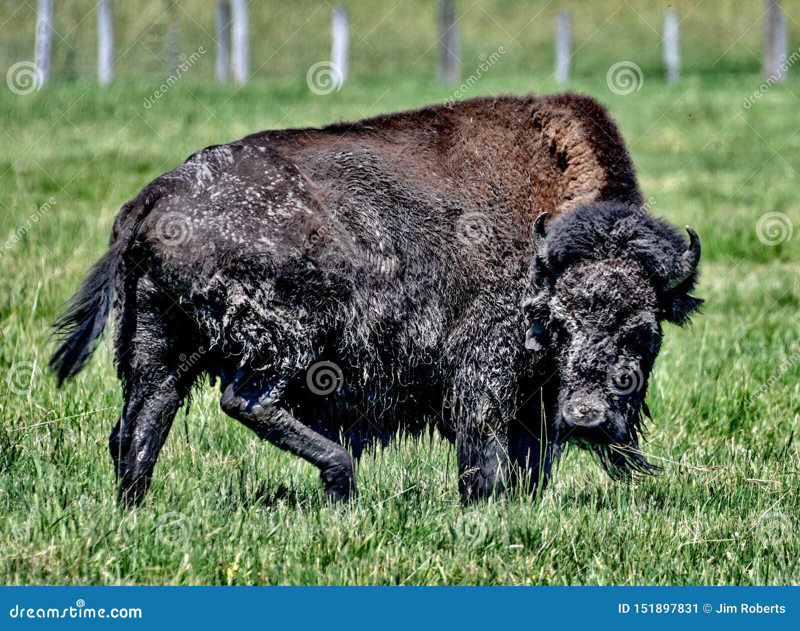 A Wet Adult Bison at Fermi Lab #1 Stock Image - Image of nlaboratories ...