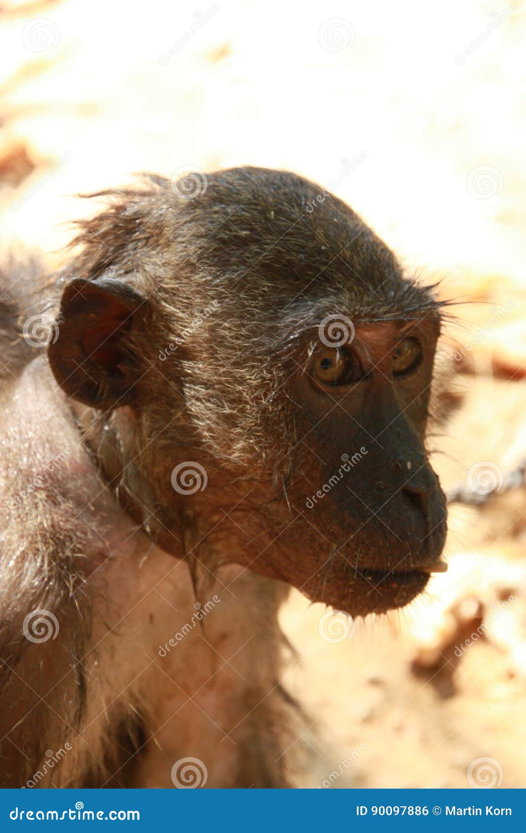 Wet ape in side profile stock photo. Image of think, taking - 90097886
