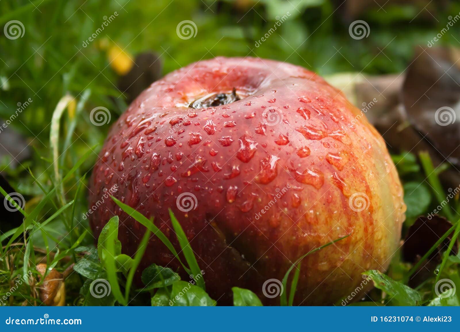 Wet apple stock photo. Image of water, grass, drops, autumn - 16231074