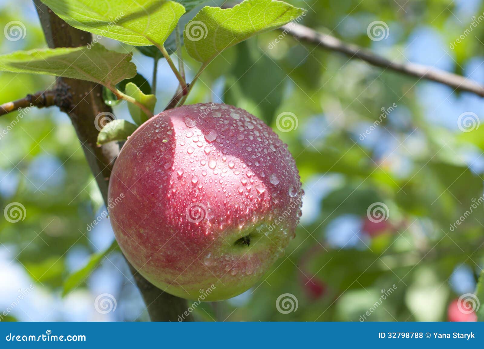 Wet apple stock photo. Image of farms, agriculture, fitness - 32798788