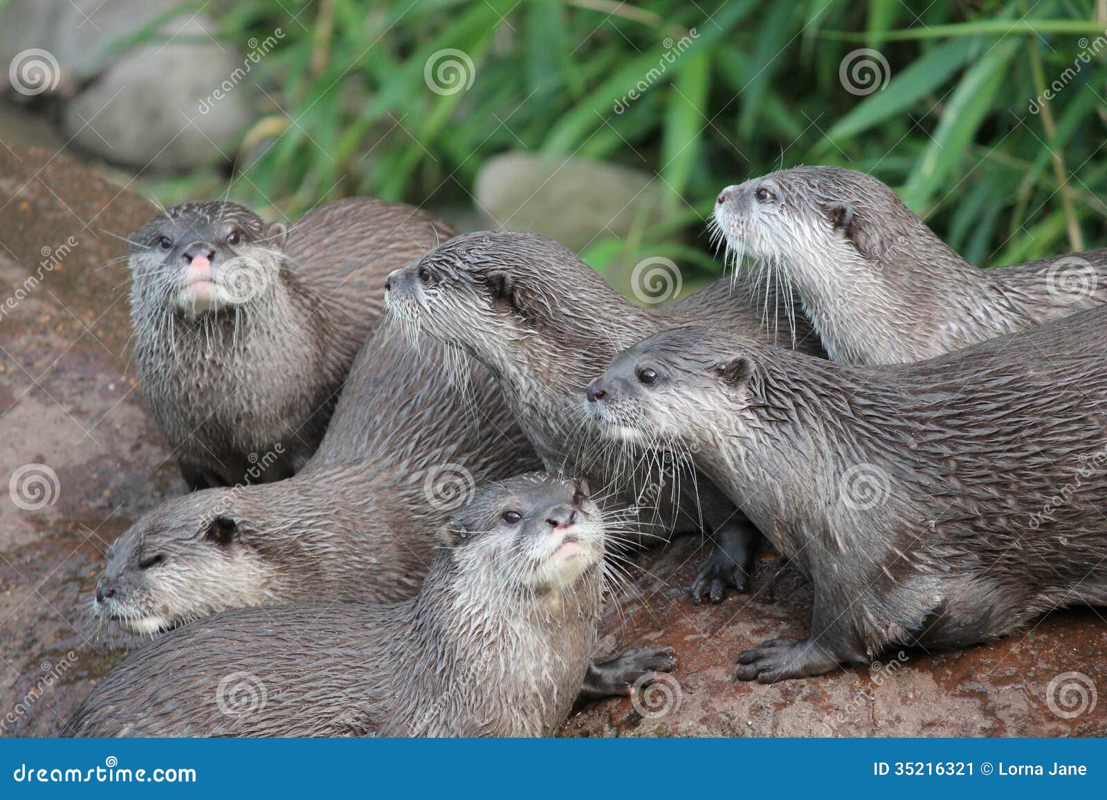 Otter: Wet Asian Small-clawed Otters Group Stock Image - Image of asian ...