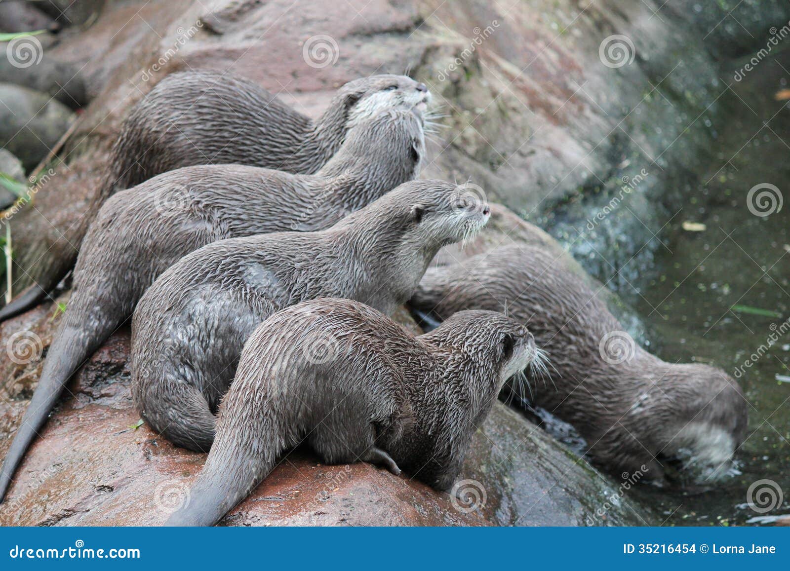 Otter: Wet Asian Small-clawed Otters Group Stock Photo - Image of ...