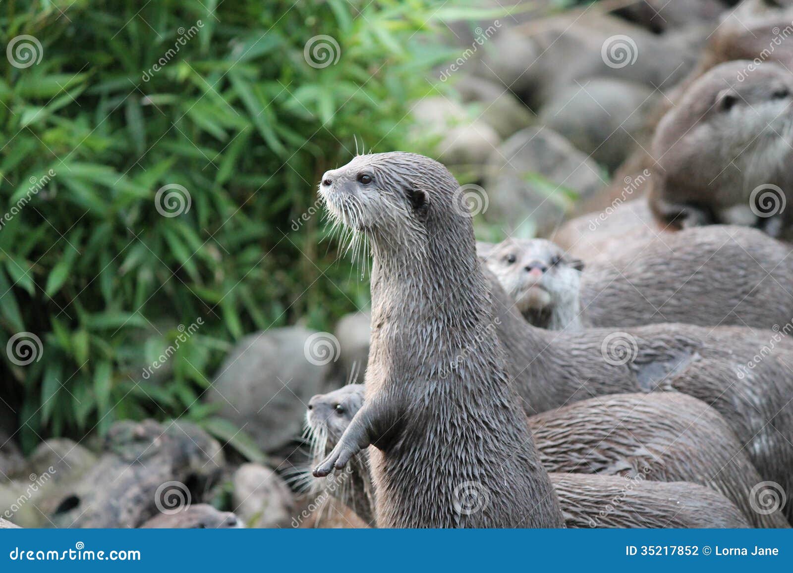 Otter: Wet Asian Small-clawed Otters Group Stock Photo - Image of group ...