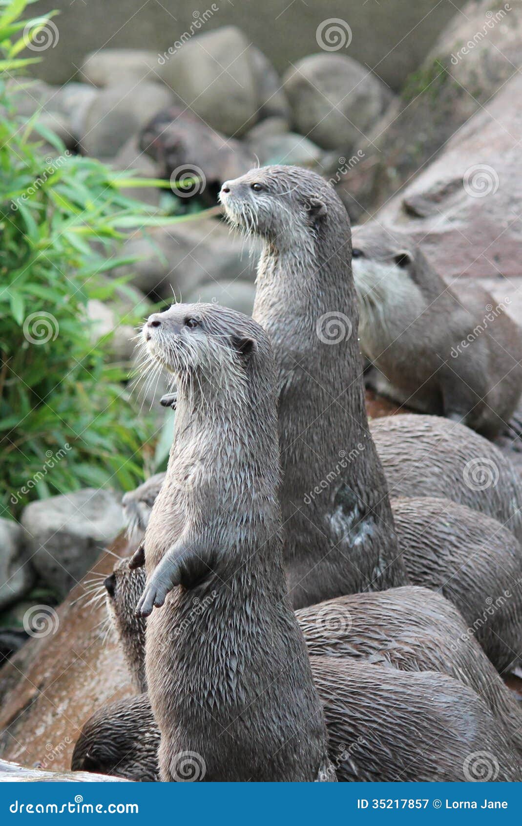 Otter: Wet Asian Small-clawed Otters Group Stock Image - Image of cute ...