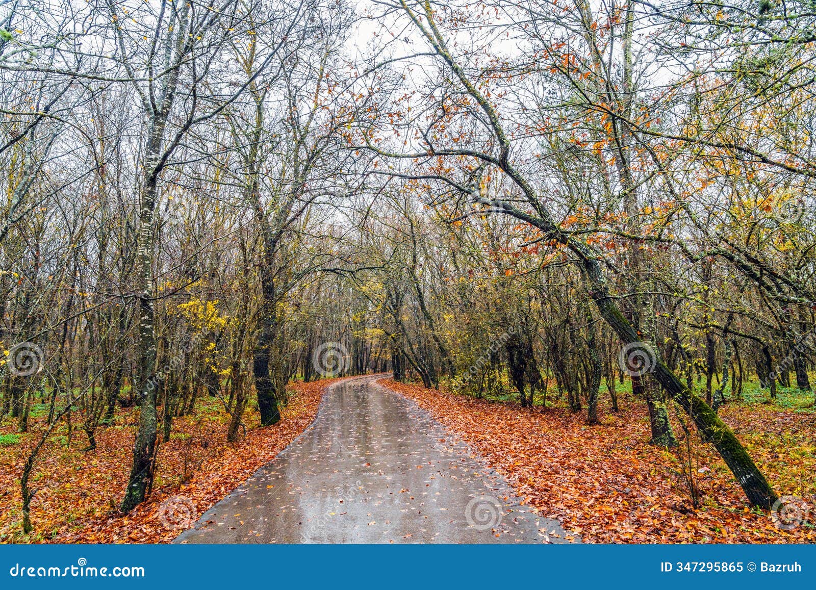 Wet Slippery Asphalt Road through the Forest between Yellow Autumn ...