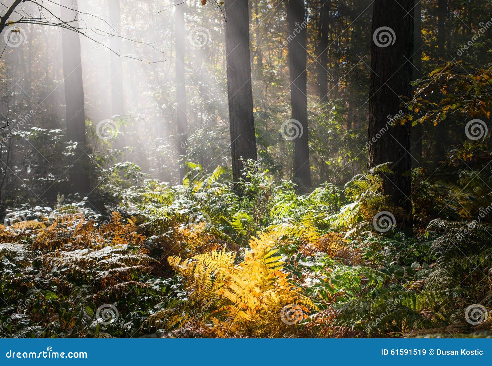 Wet autumn forest with fog stock image. Image of landscape - 61591519