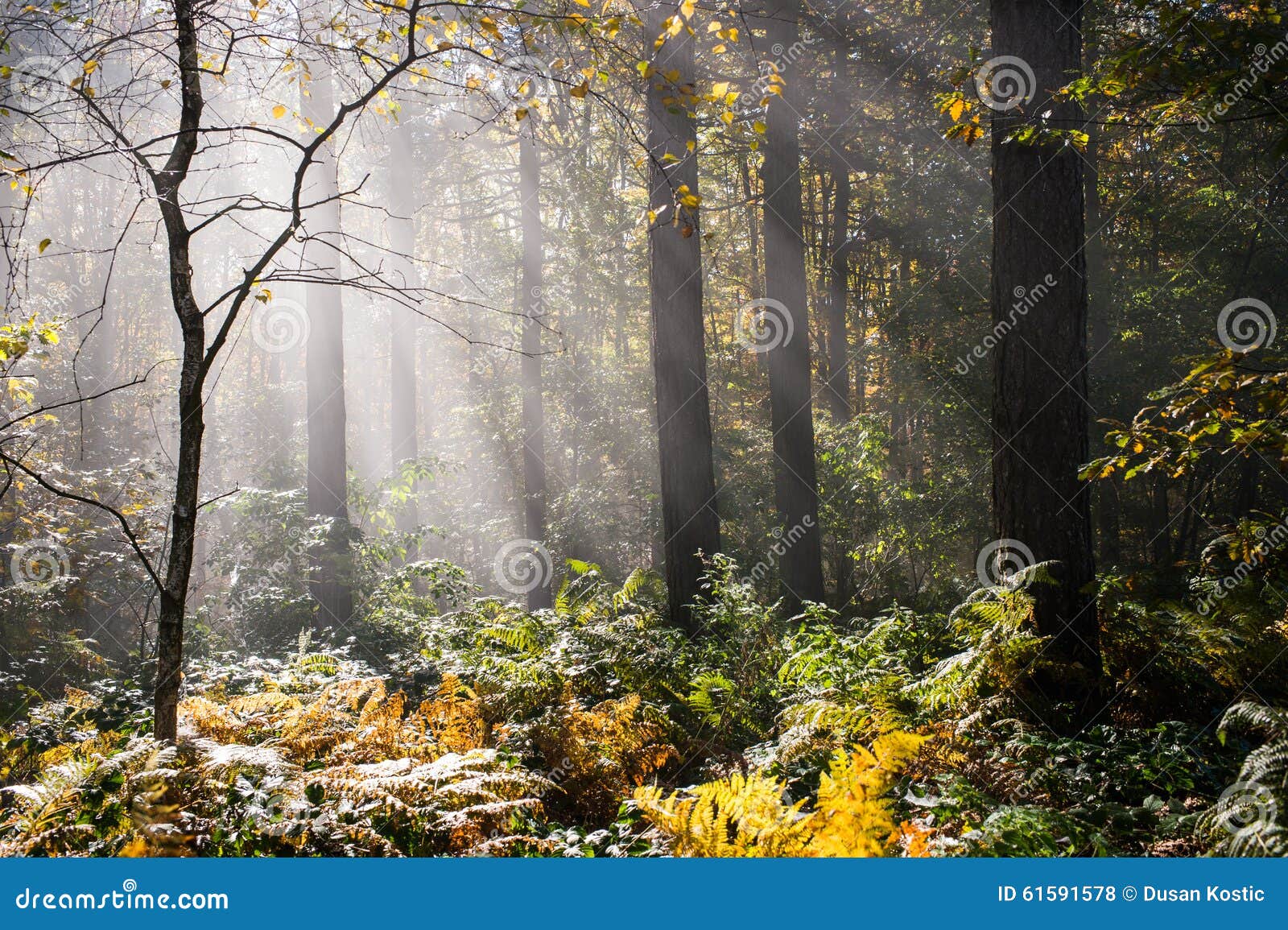 Wet autumn forest with fog stock photo. Image of grass - 61591578
