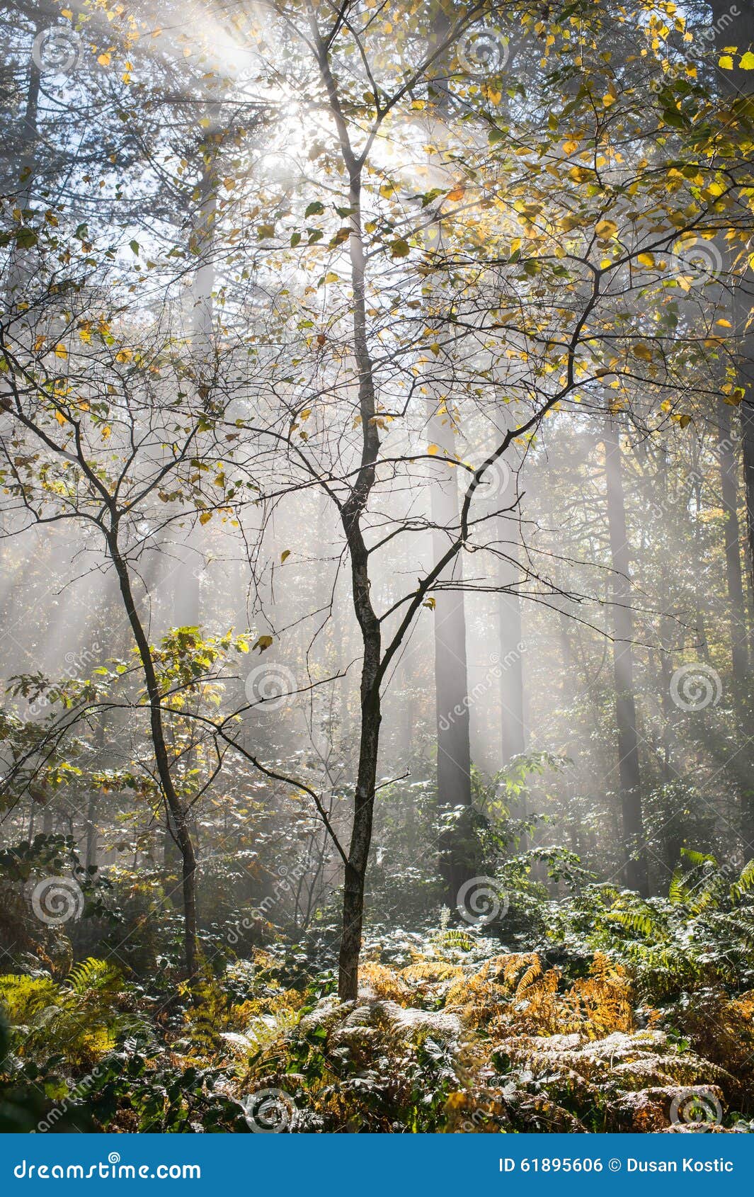 Wet autumn forest with fog stock photo. Image of grass - 61895606