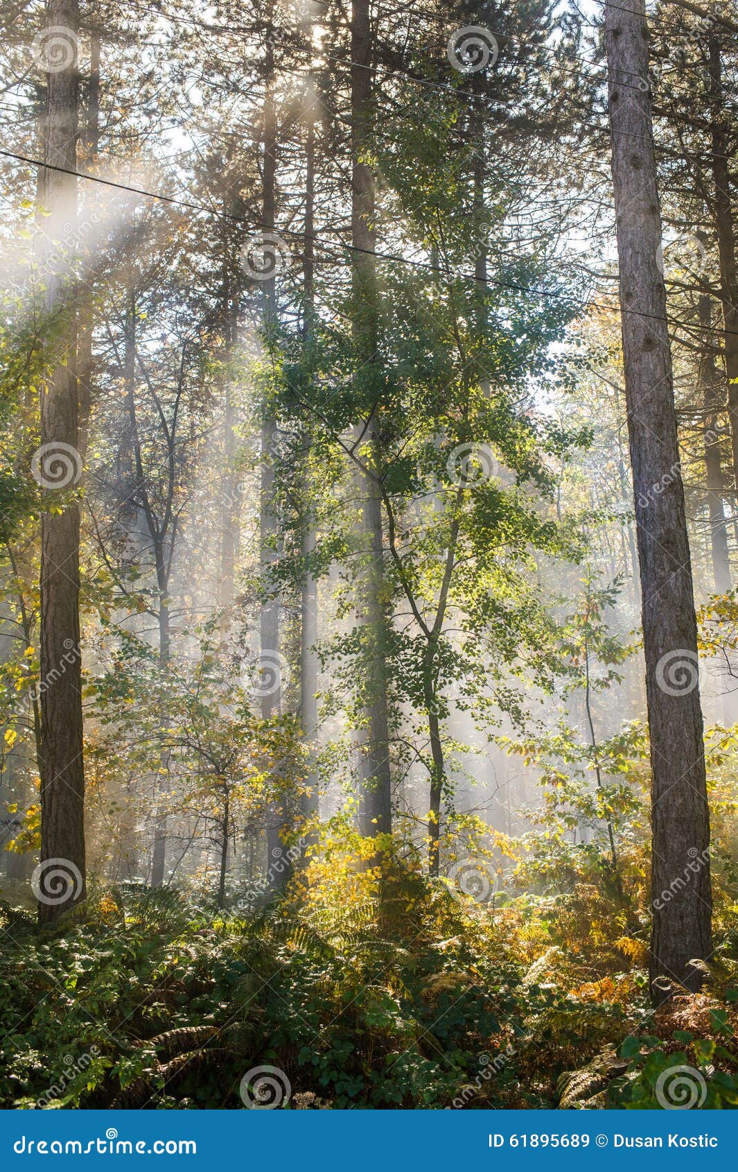 Wet autumn forest with fog stock image. Image of tranquil - 61895689
