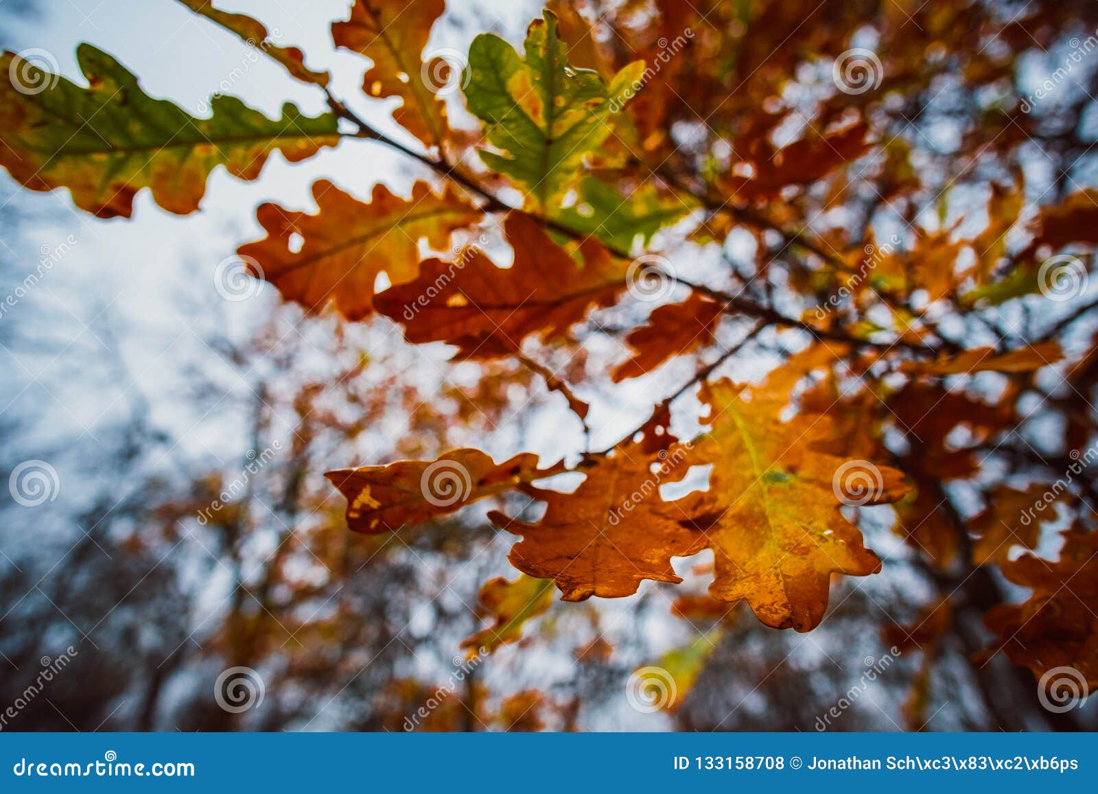 Wet Autumn leaf stock photo. Image of somber, cuddly - 133158708