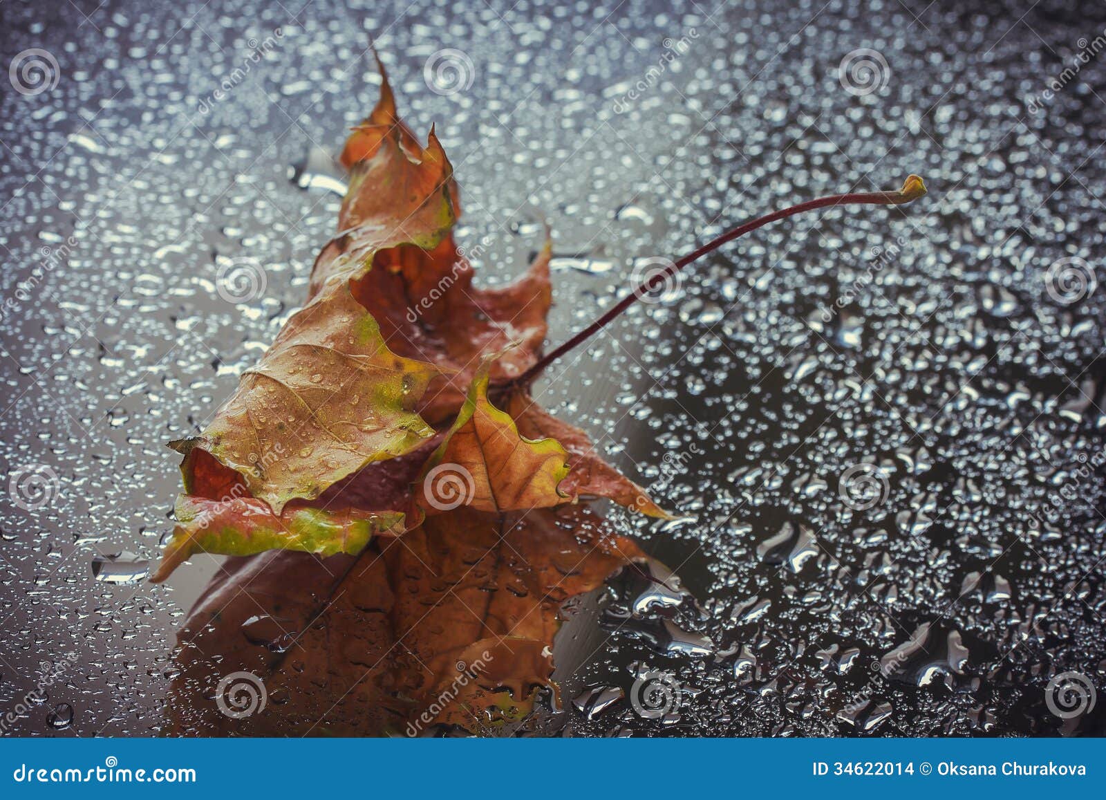 Wet autumn leaf stock photo. Image of falling, raindrop - 34622014