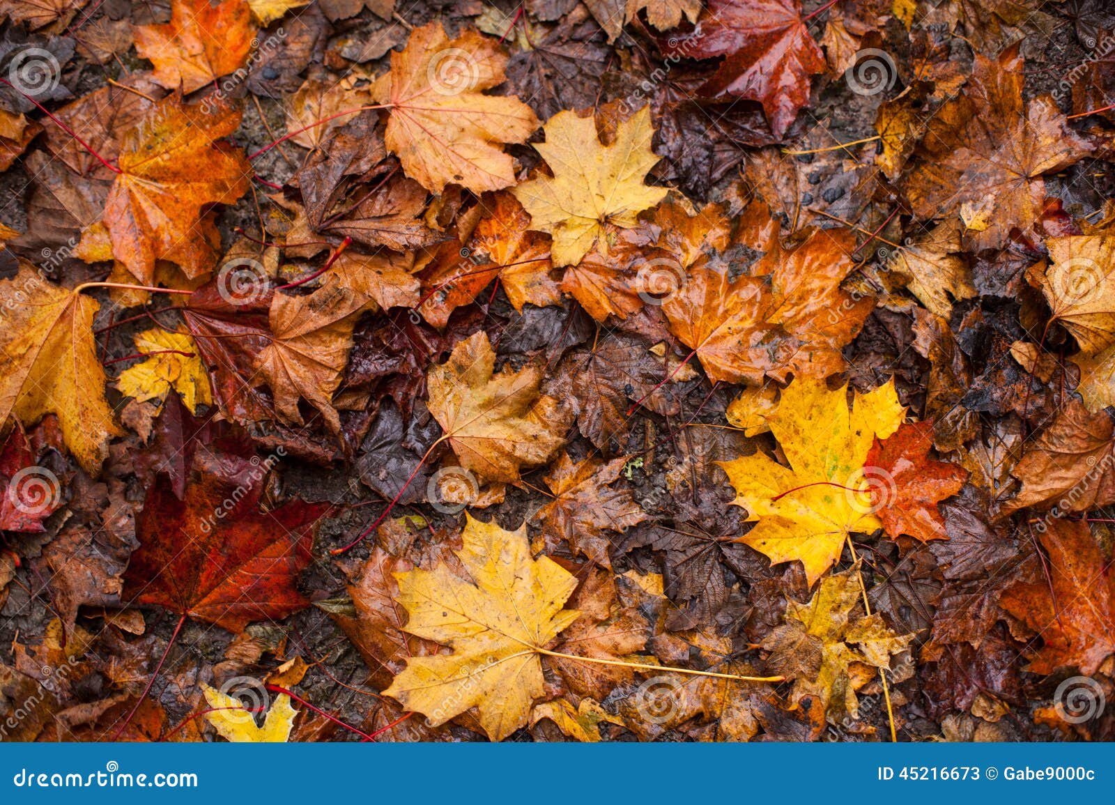 Wet Autumn Leaves Background Stock Image - Image of damp, nature: 45216673