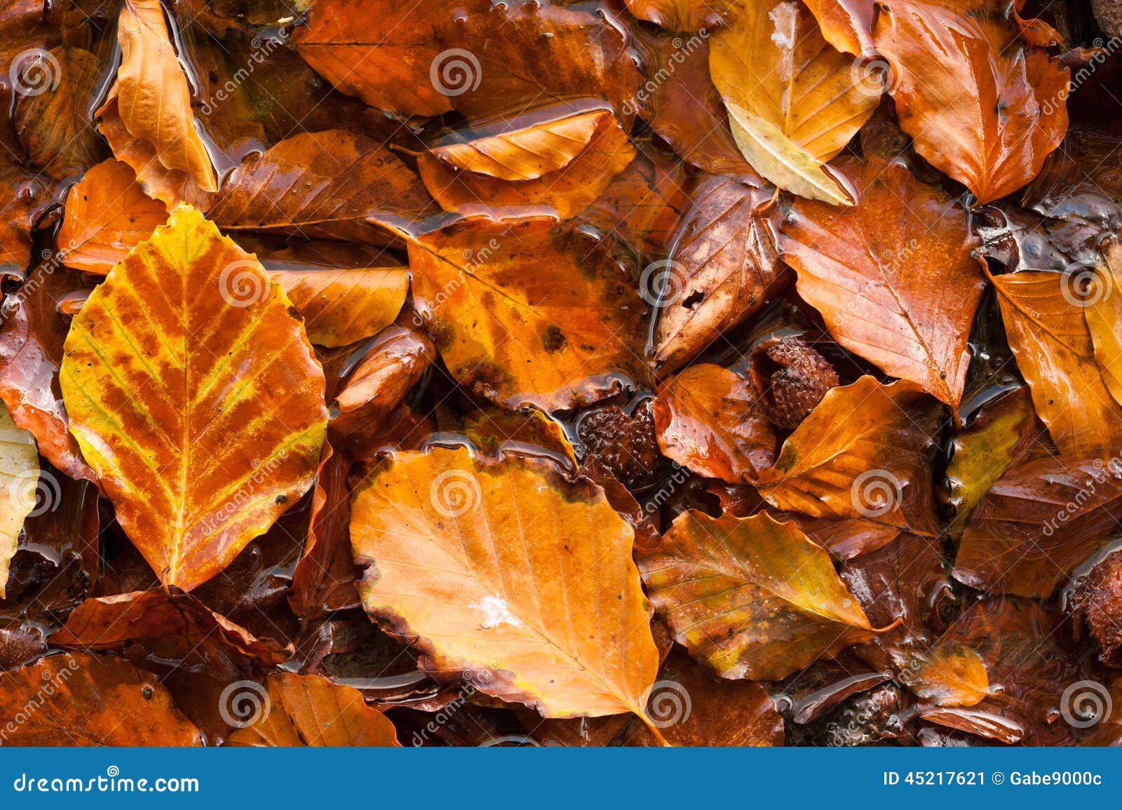 Wet Autumn Leaves Background Texture Stock Image - Image of tree ...