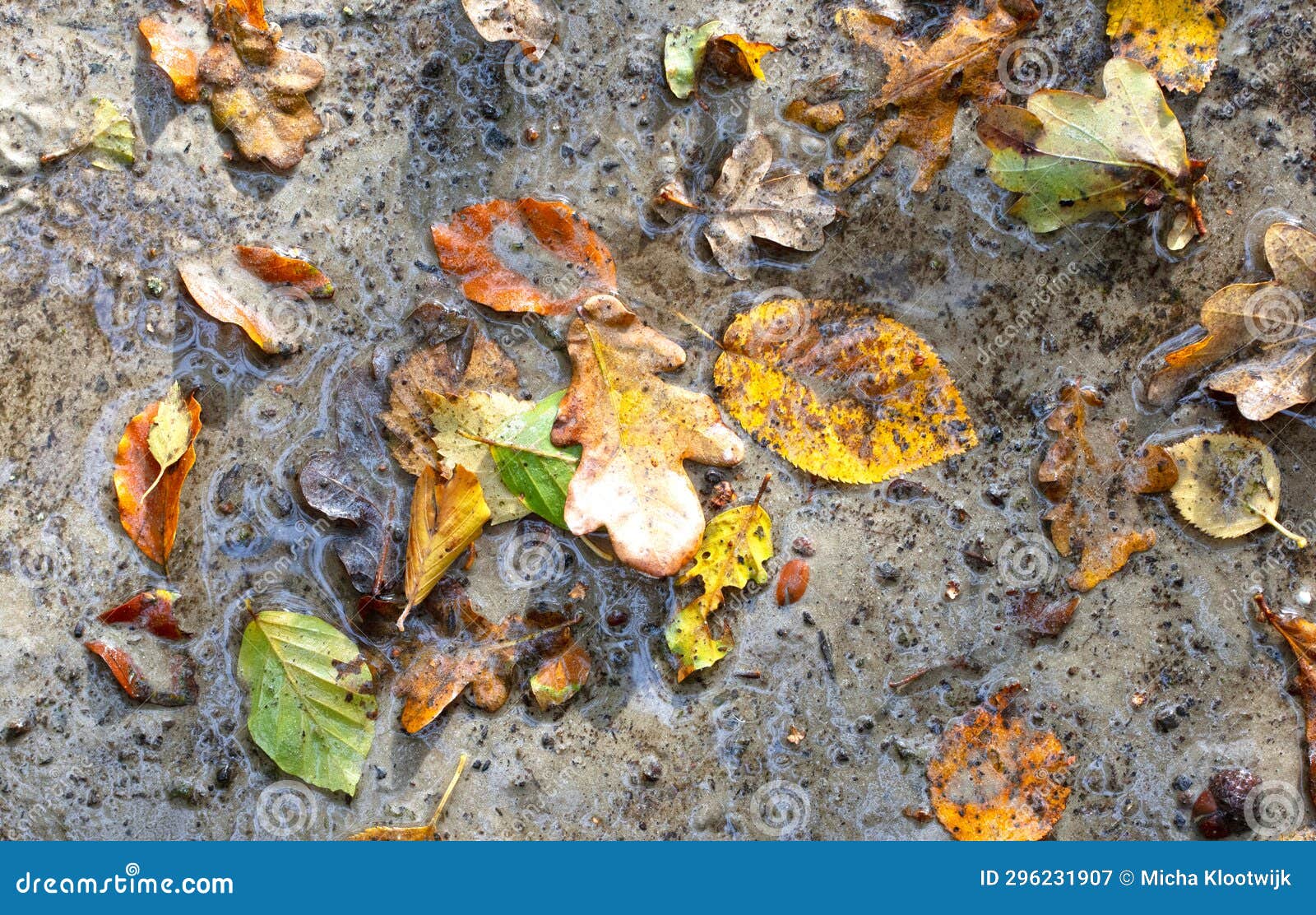 Wet Autumn Leaves on Ground, Nature Background Stock Image - Image of ...