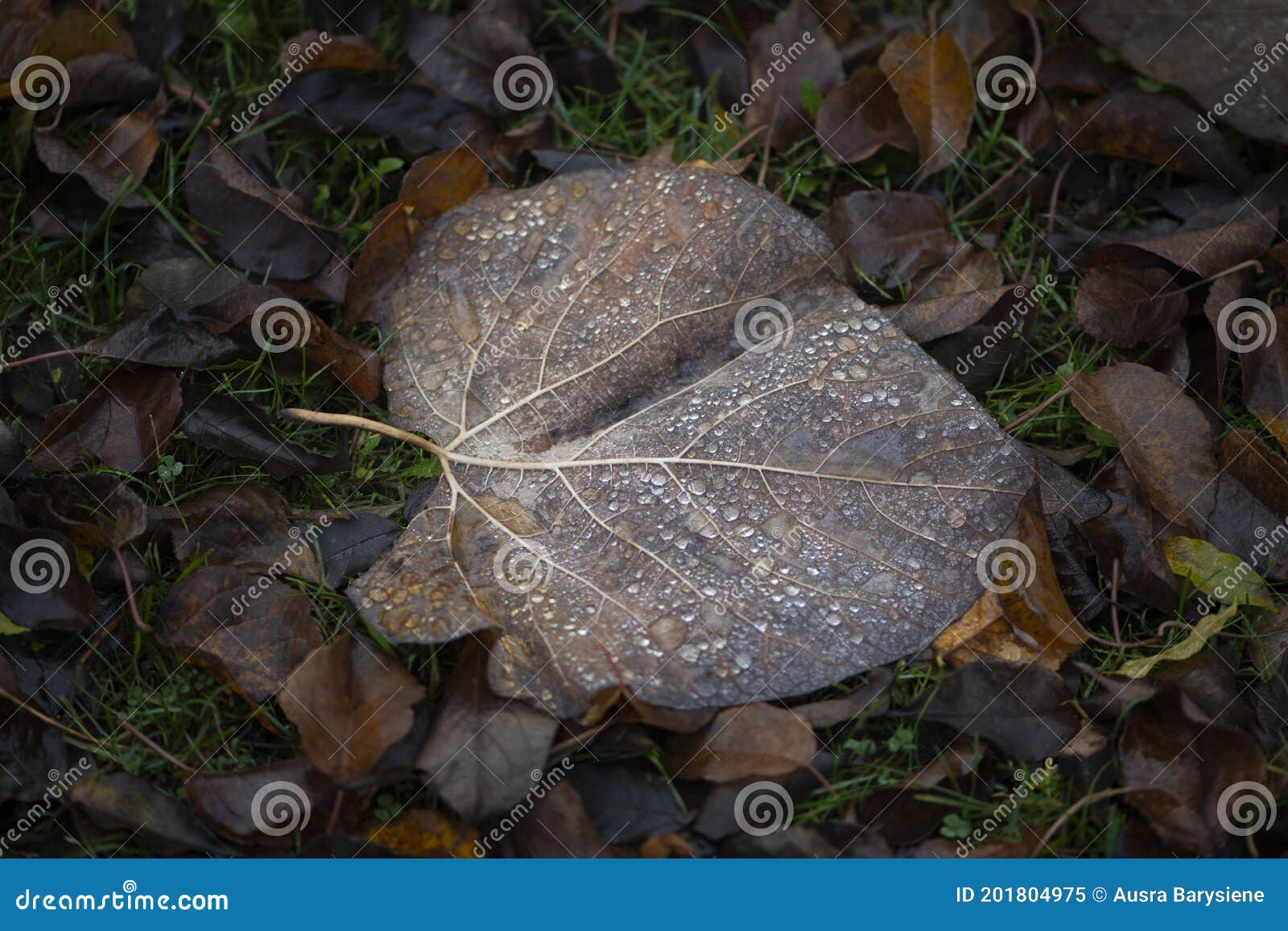 Wet Autumn Leaves with Water Drops. Autumn Background Stock Image ...