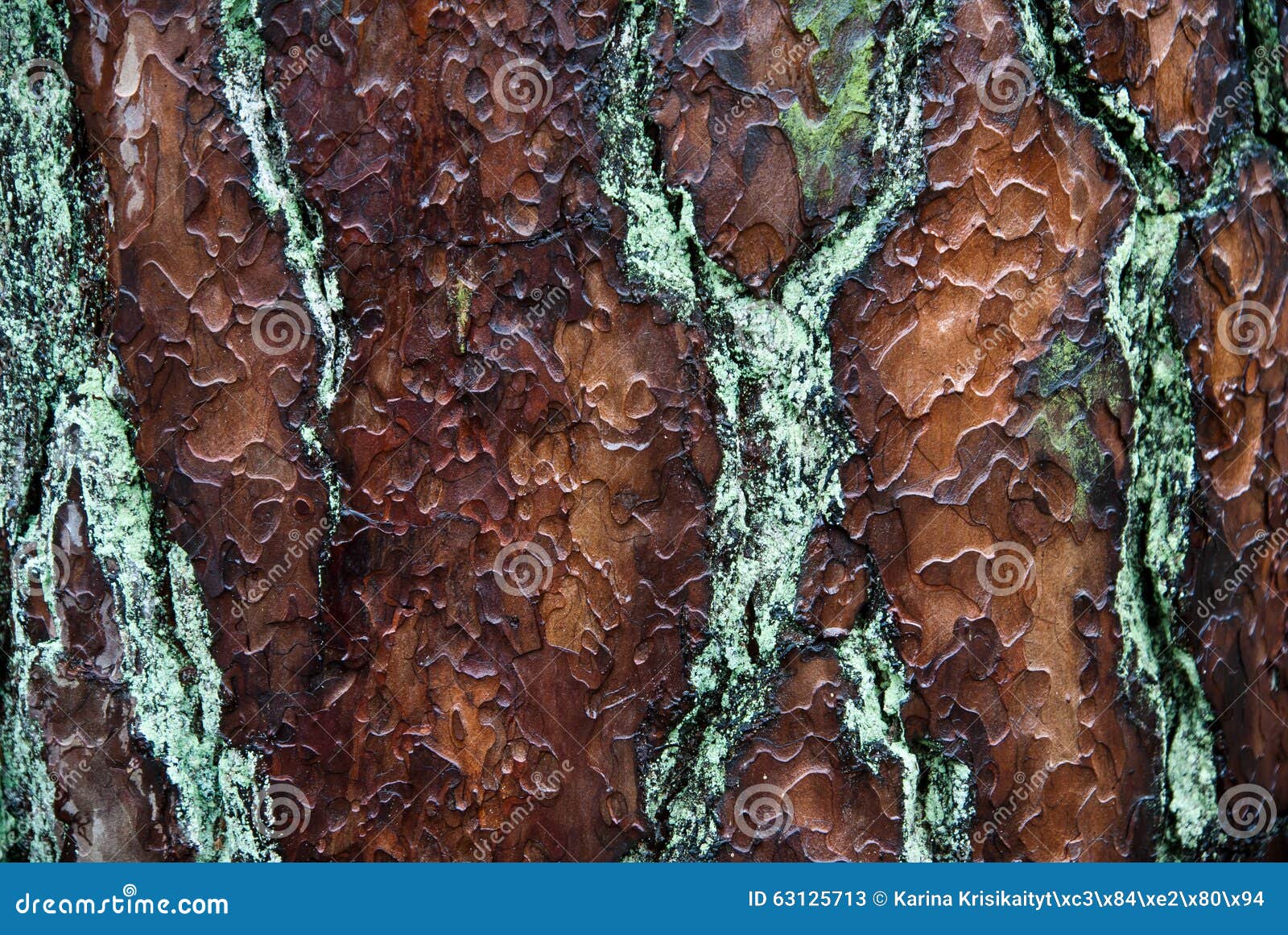 Wet bark of Pine Tree. stock image. Image of pattern - 63125713