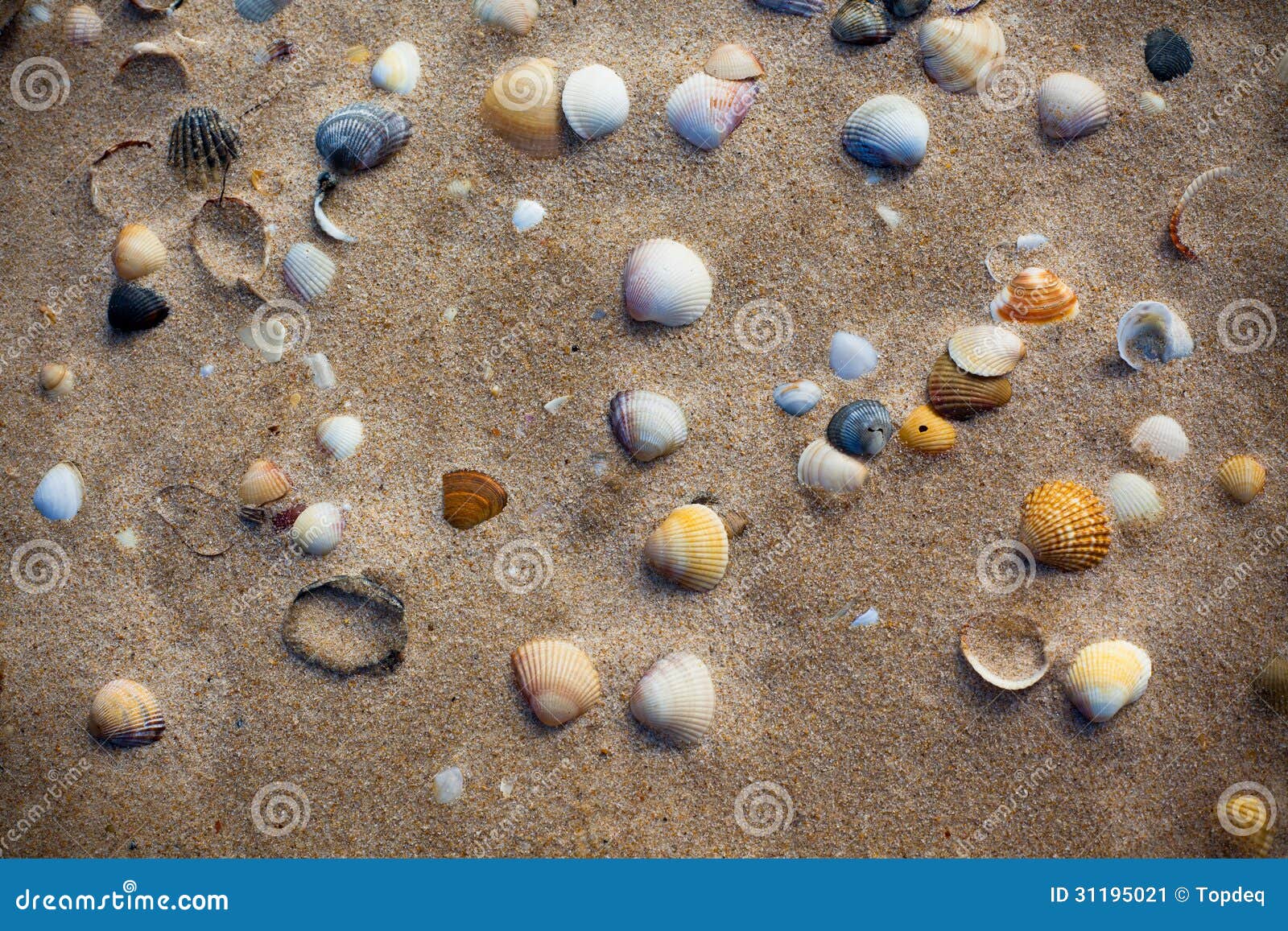 Seashells Background Stock Photo | CartoonDealer.com #50261190