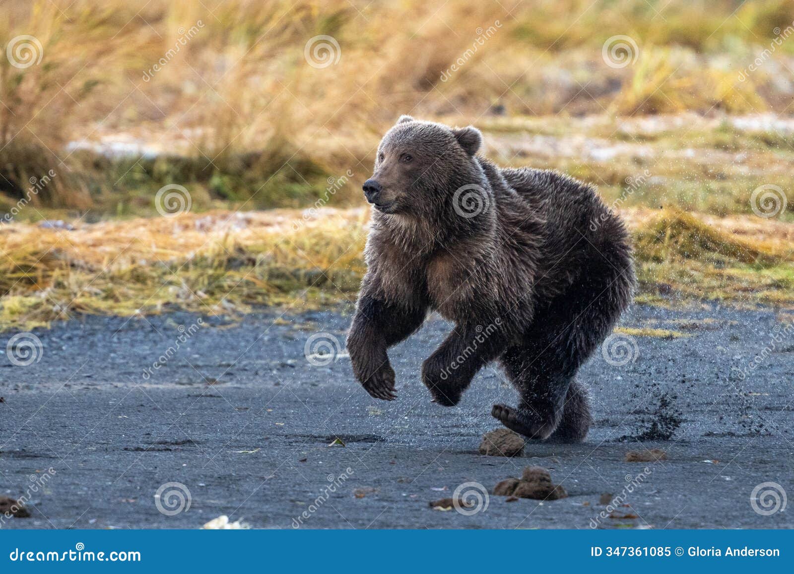 Wet Bear Running Away from Another Bear in Alaska Stock Image - Image of bear, running: 347361085